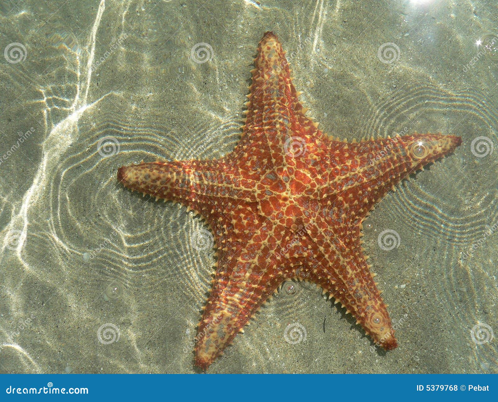 Starfish stock photo. Image of prepared, scuba, salt, crustacean - 5379768
