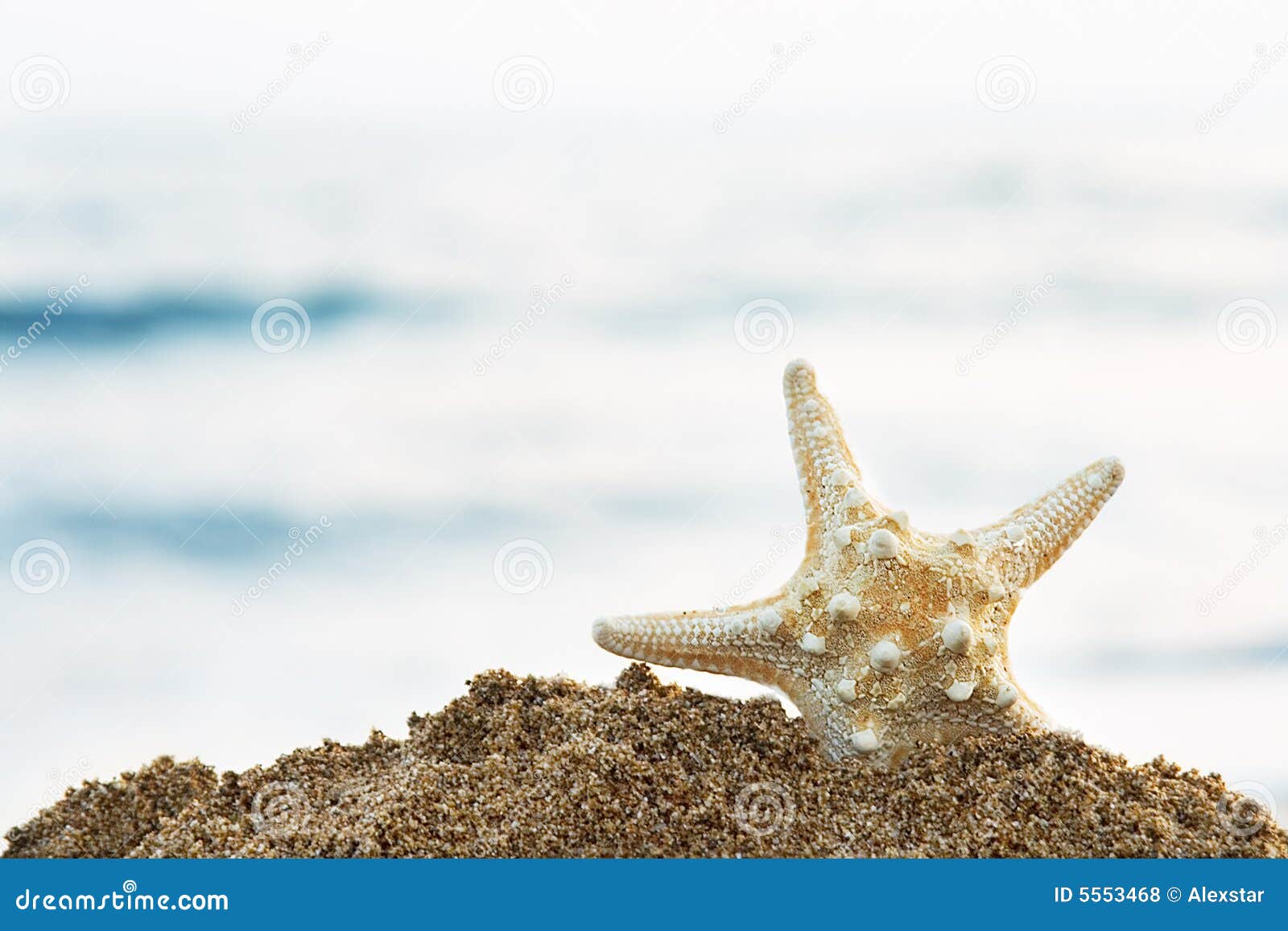 Starfish stock photo. Image of close, summer, sunlight - 5553468