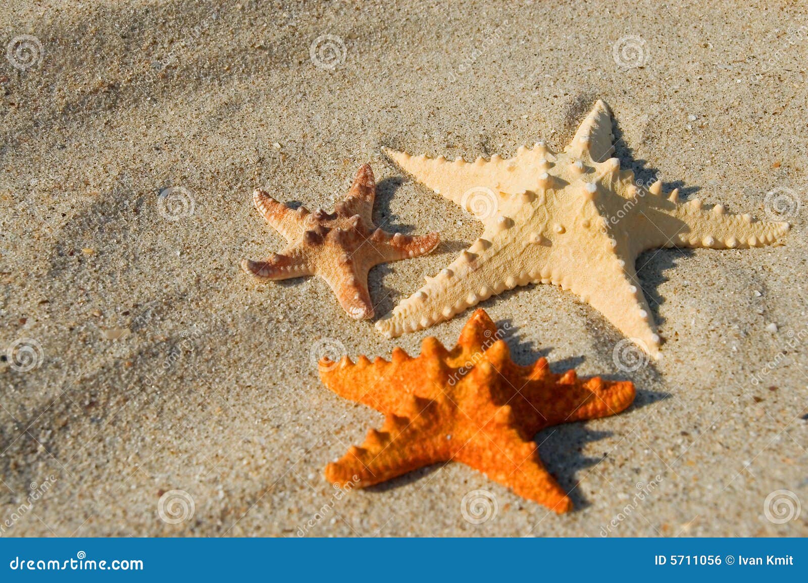Starfish stock photo. Image of sand, beach, life, mollusk - 5711056