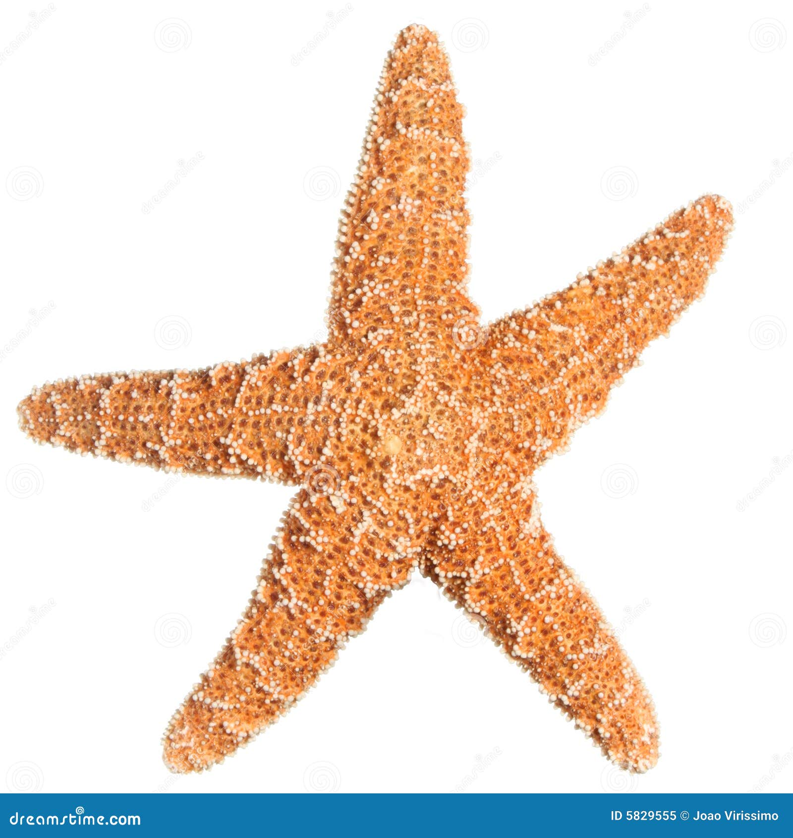 Starfish stock image. Image of closeup, arms, animal, crusted - 5829555