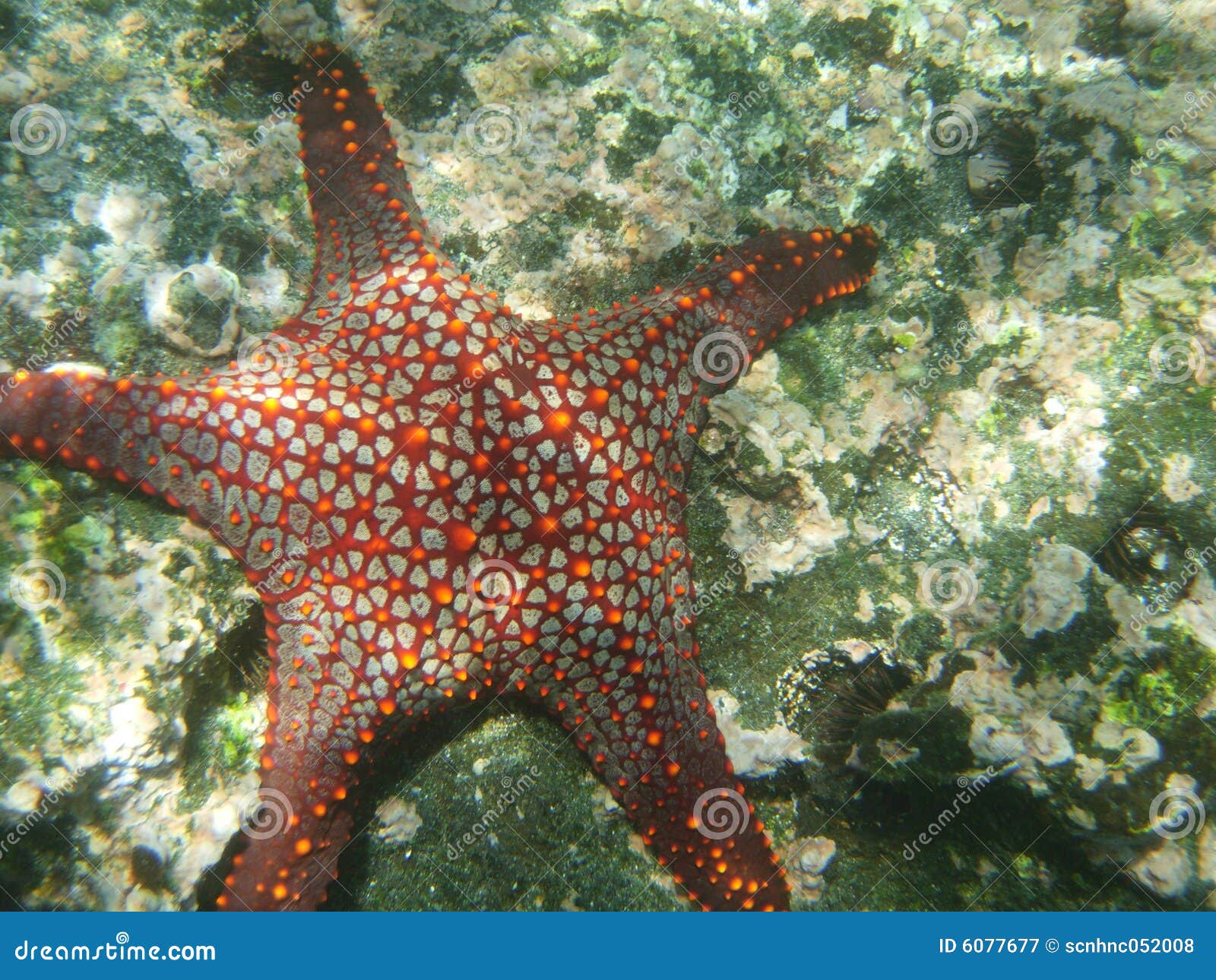 Starfish stock image. Image of biology, orange, pacific - 6077677