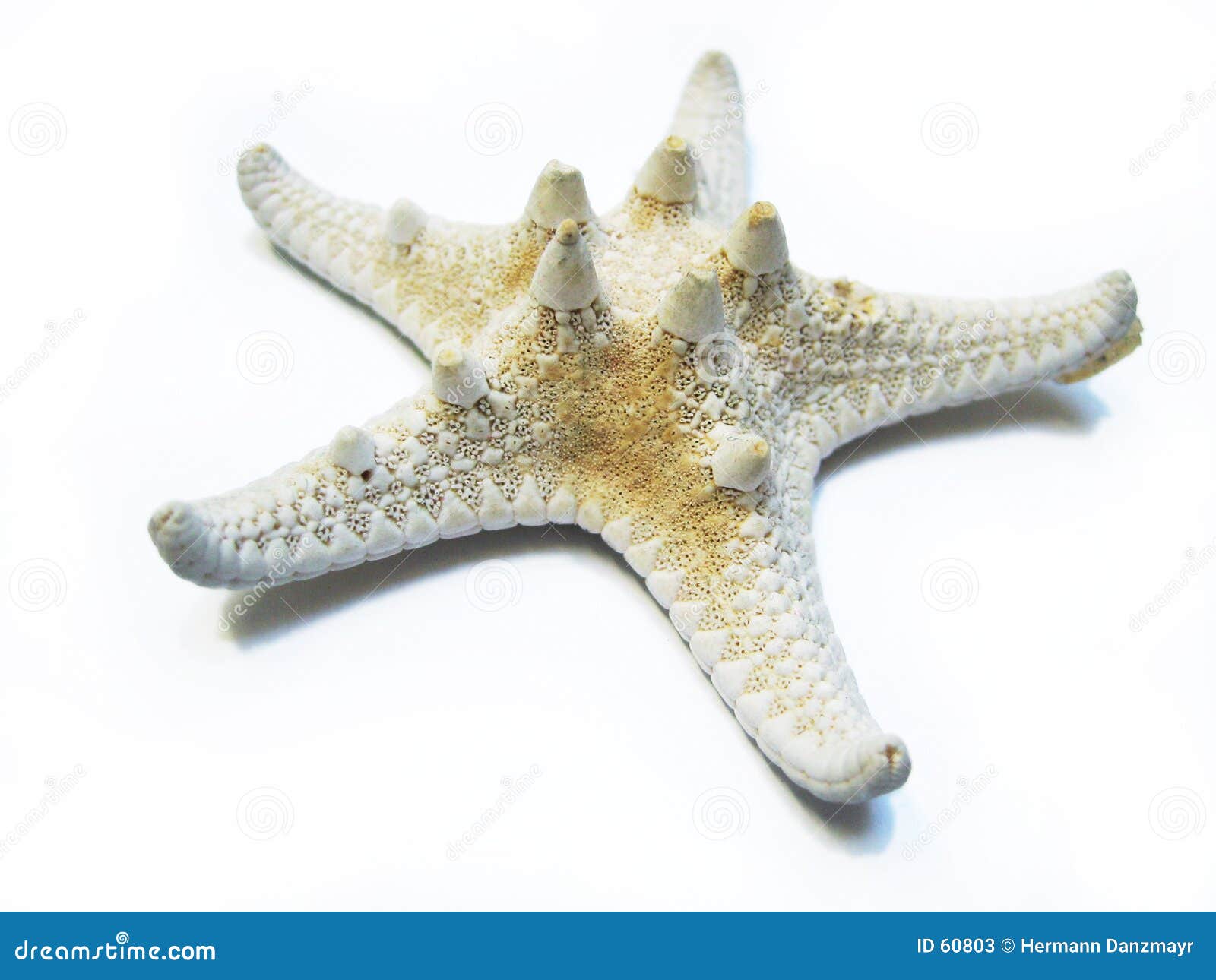 Starfish stock image. Image of marine, sand, fish, scuba - 60803