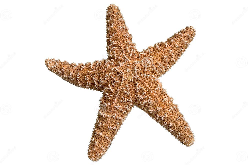 Starfish stock photo. Image of macro, animal, isolated - 634744