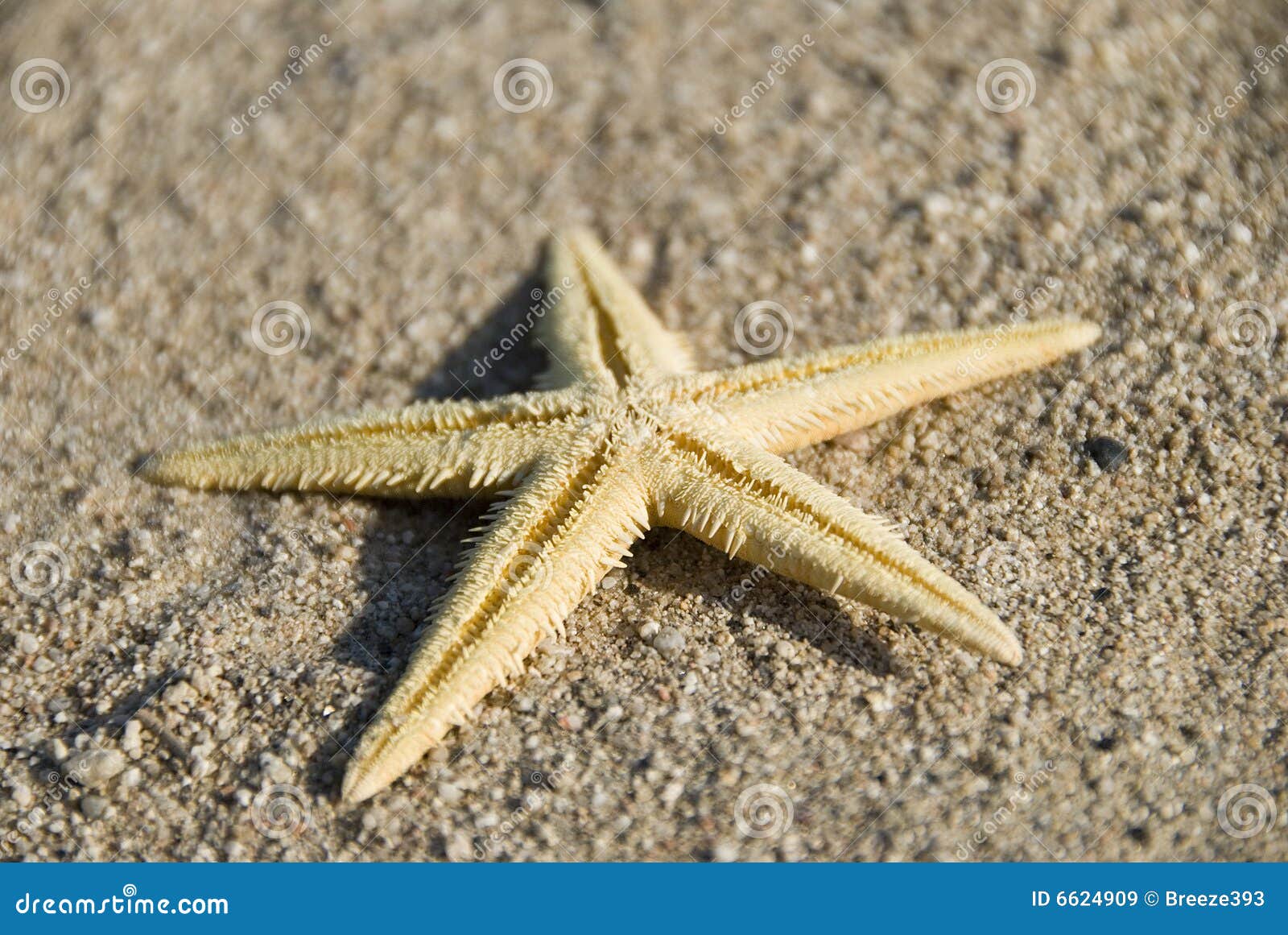Starfish stock image. Image of seashore, ocean, starfish - 6624909