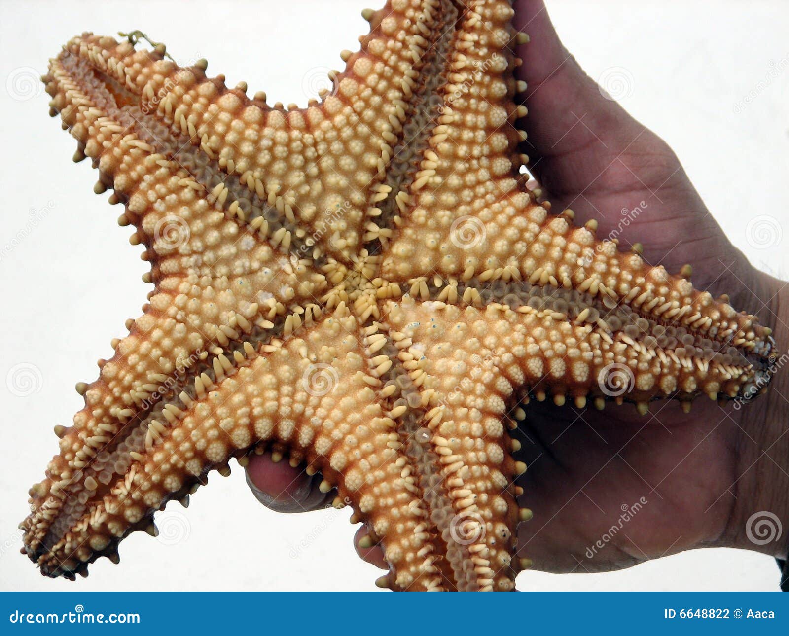 Starfish stock photo. Image of nature, beach, ocean, tropical - 6648822