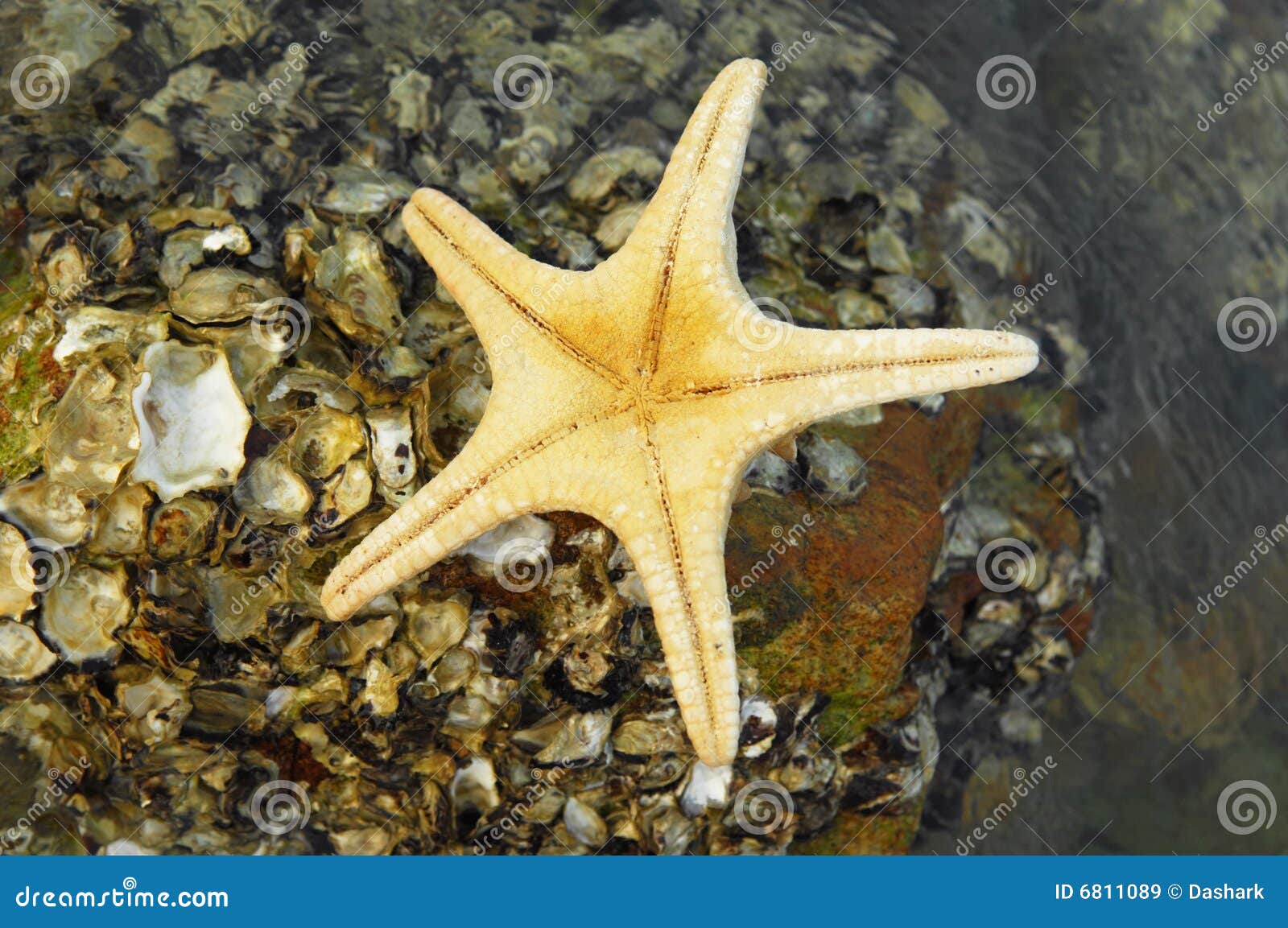 Starfish stock image. Image of creature, sunset, orange - 6811089