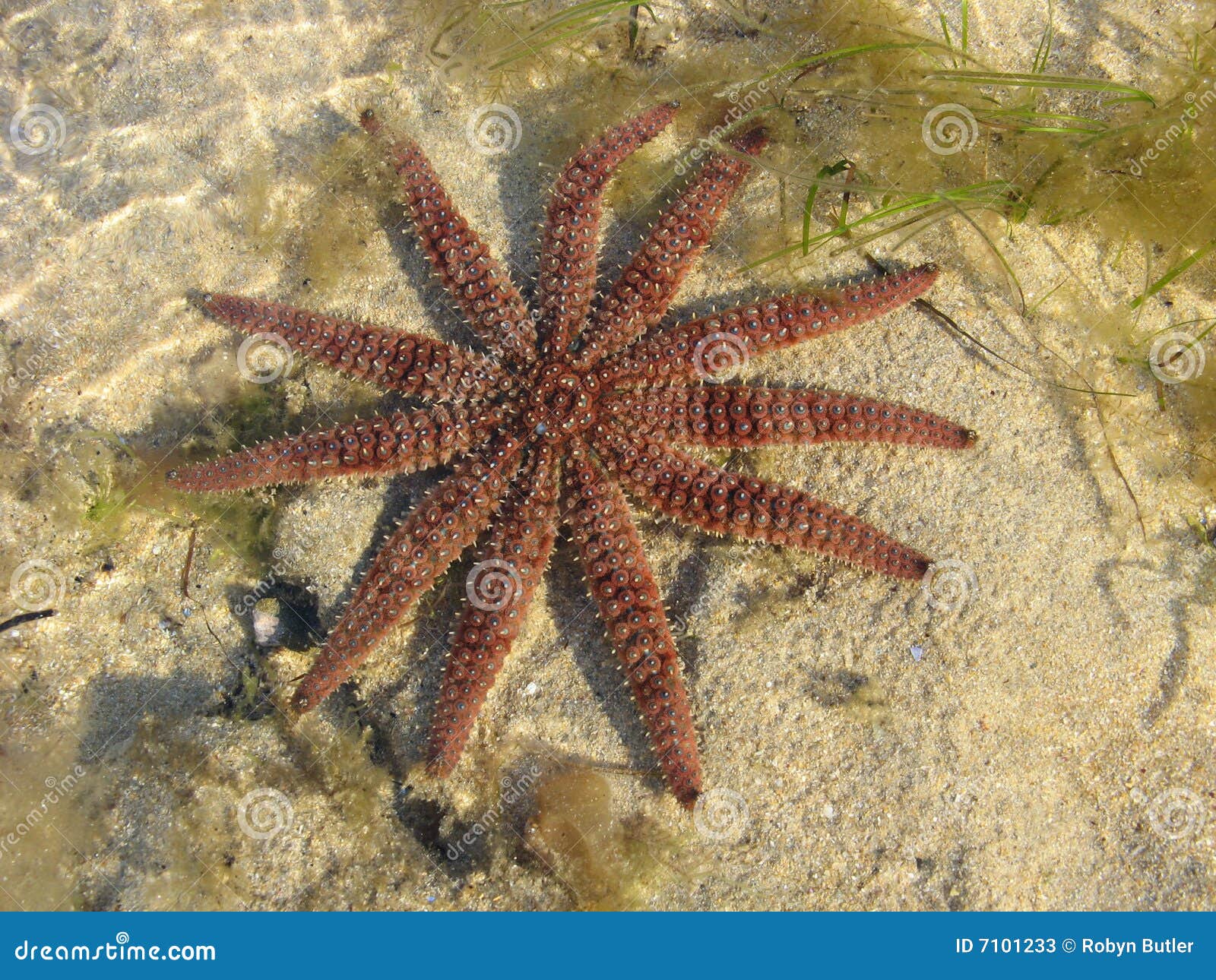 Calamaria Photos - Free & Royalty-Free Stock Photos from Dreamstime