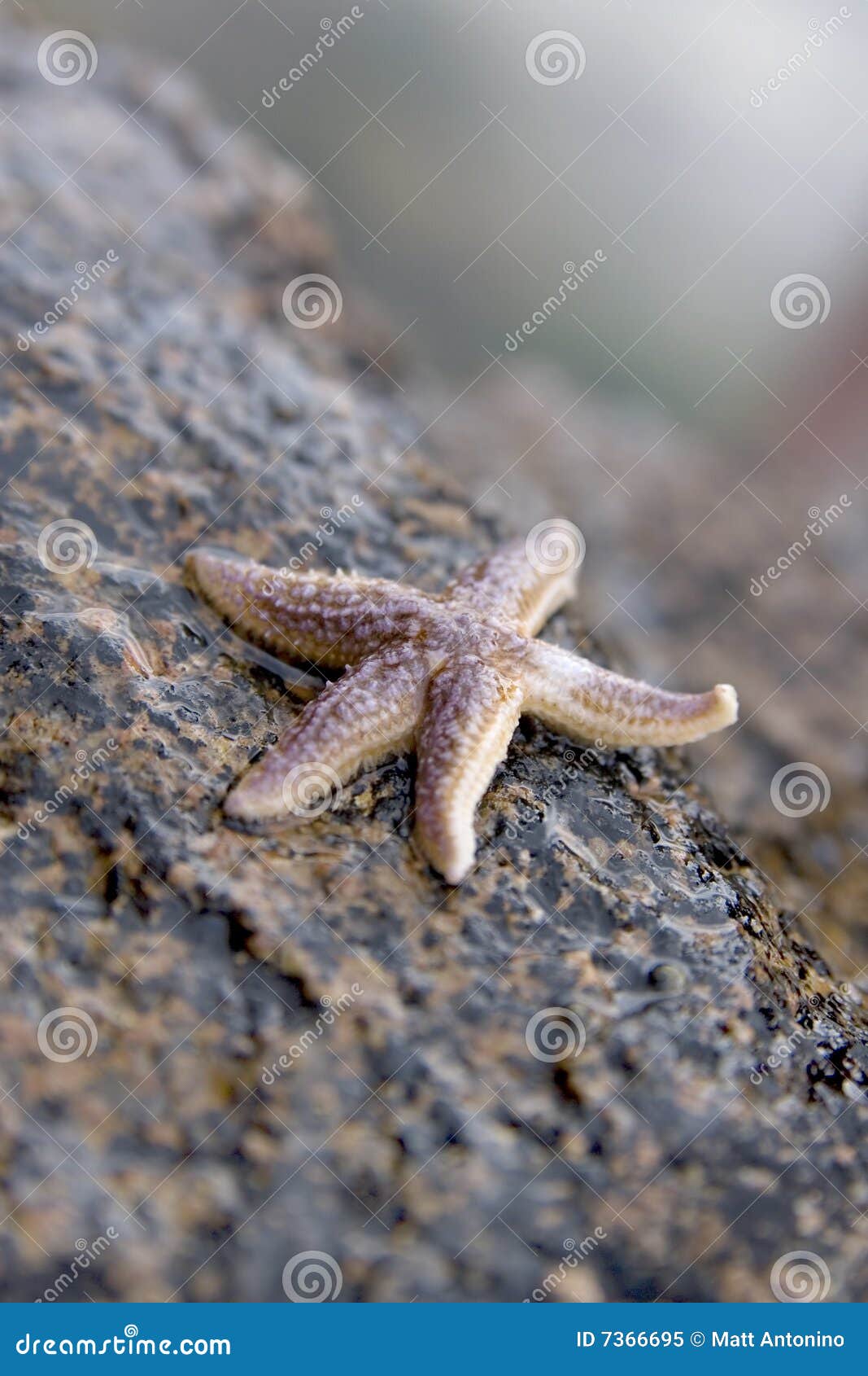 Starfish stock image. Image of star, shore, ocean, texture - 7366695