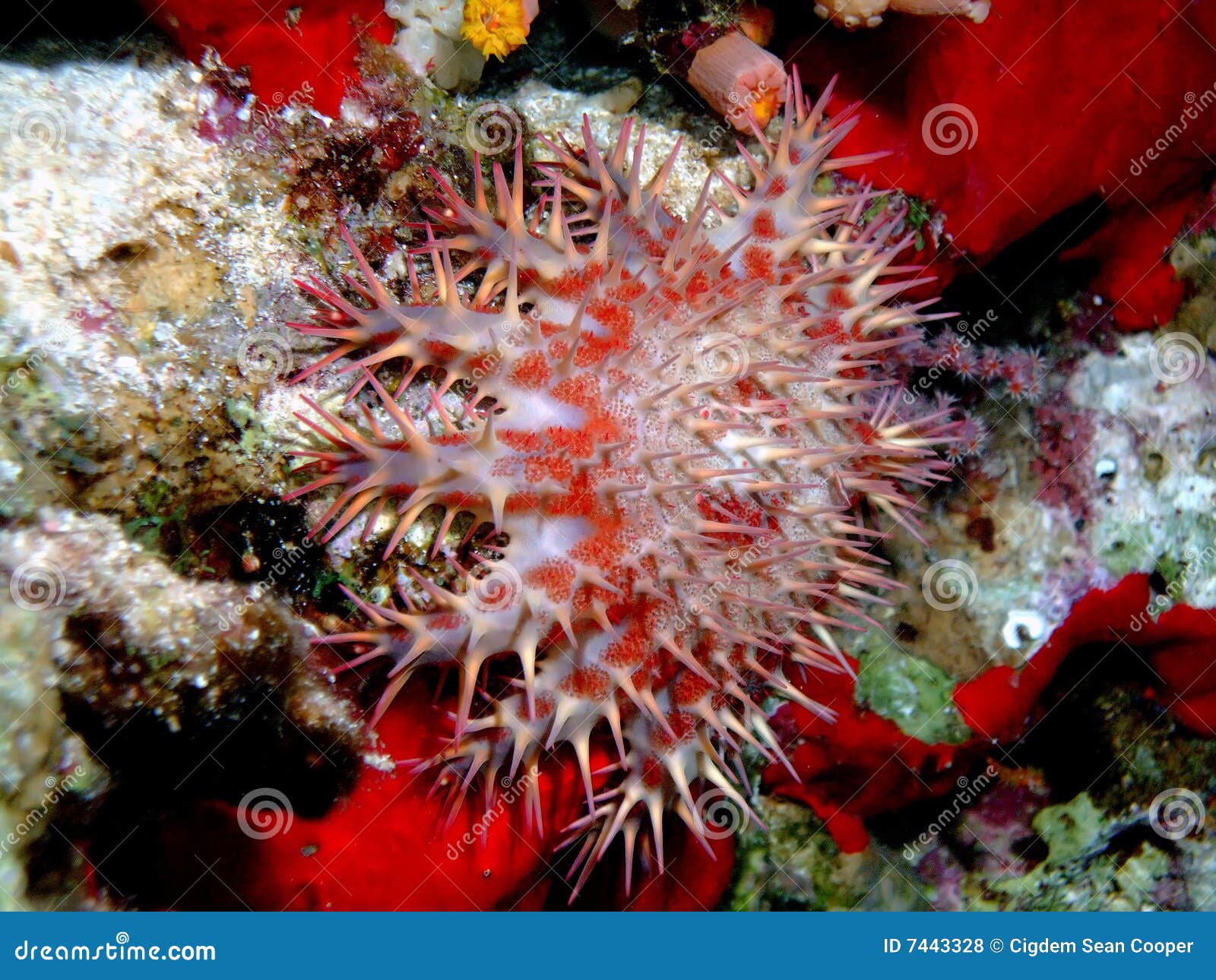 Starfish stock photo. Image of underwater, spine, crown - 7443328