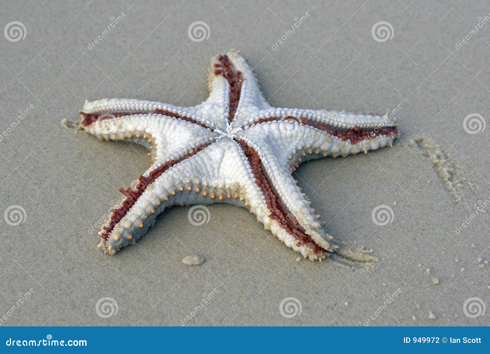 Starfish stock photo. Image of wild, marine, tropics, starfish - 949972