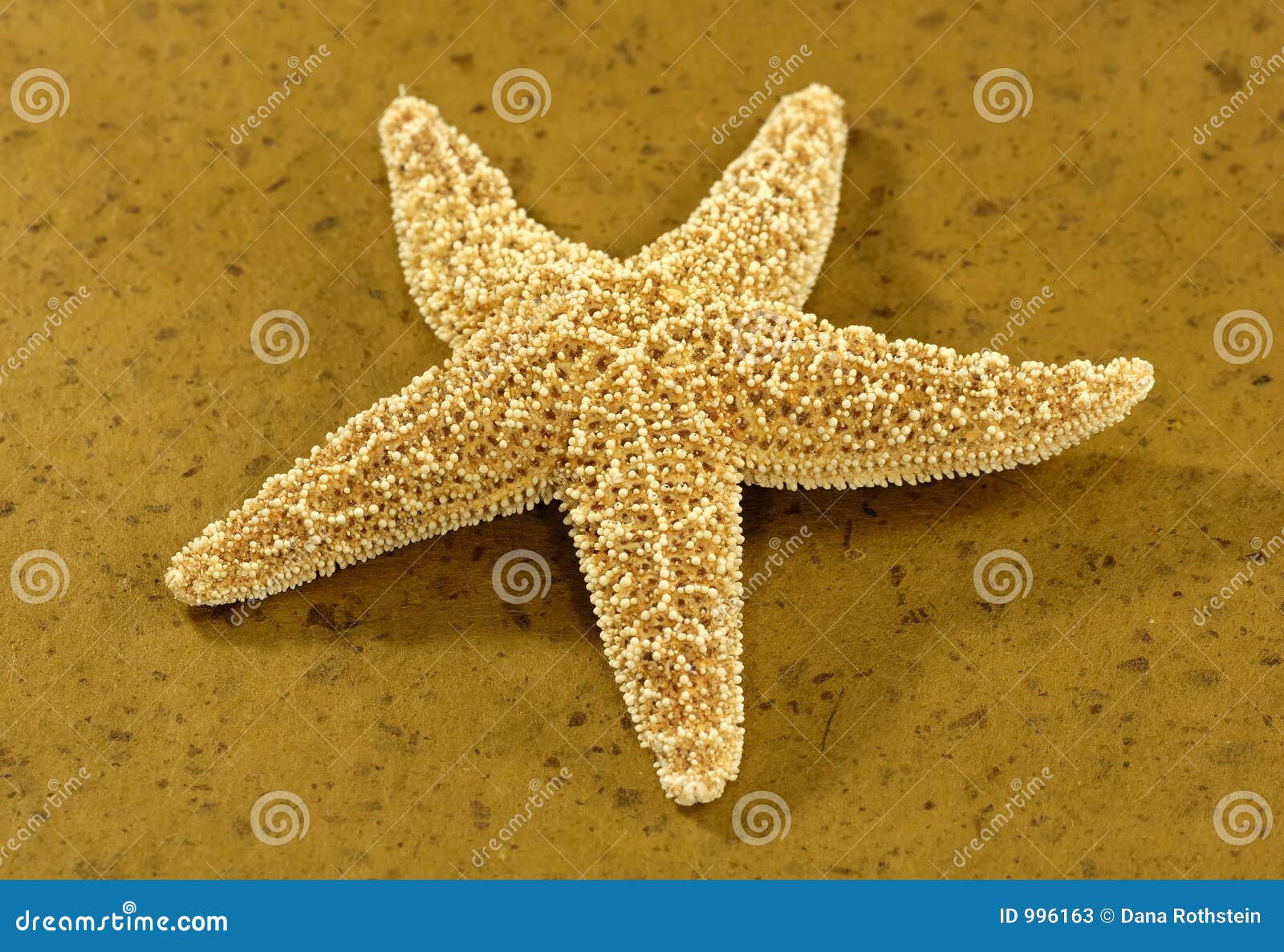 Starfish stock image. Image of nature, beach, star, starfish - 996163