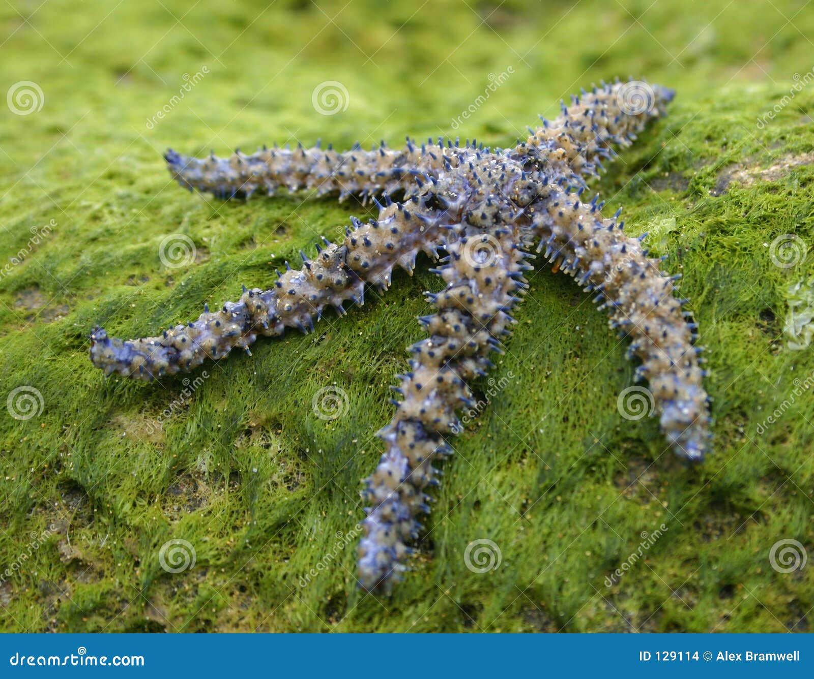 Starfish on Algae stock photo. Image of seaweed, suckers - 129114