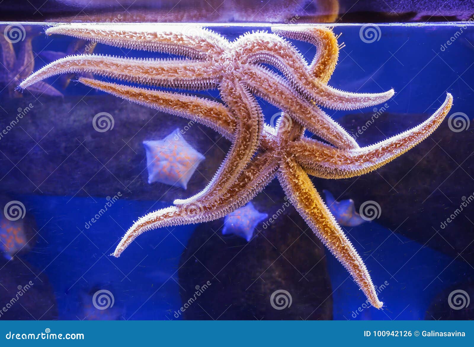 Starfish. stock photo. Image of aquarium, invertebrate - 100942126