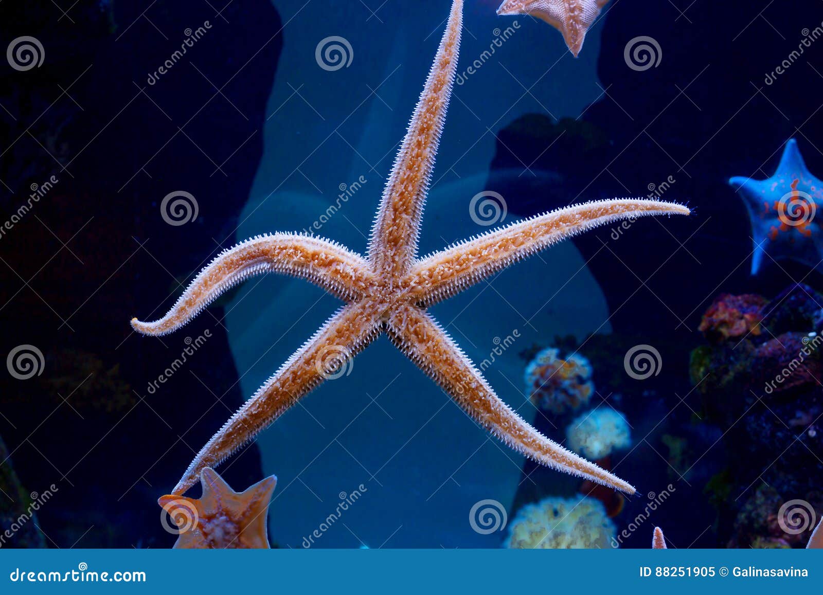 Starfish stock image. Image of aquarium, echinoderm, body - 88251905