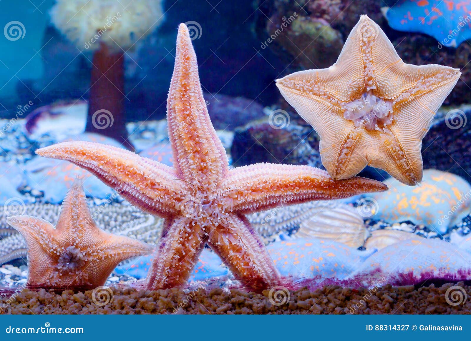 Starfish stock image. Image of world, invertebrate, underwater - 88314327