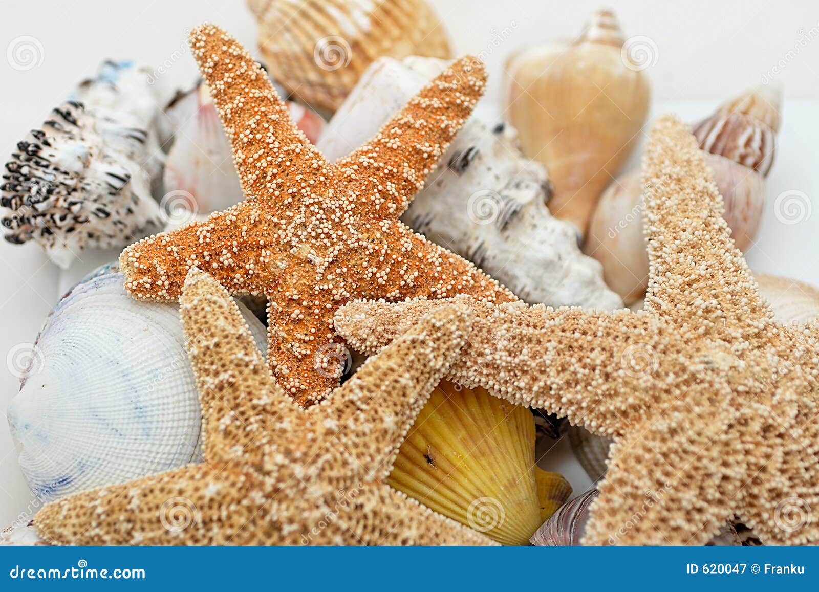 Starfish ans shells stock image. Image of water, aquatic - 620047