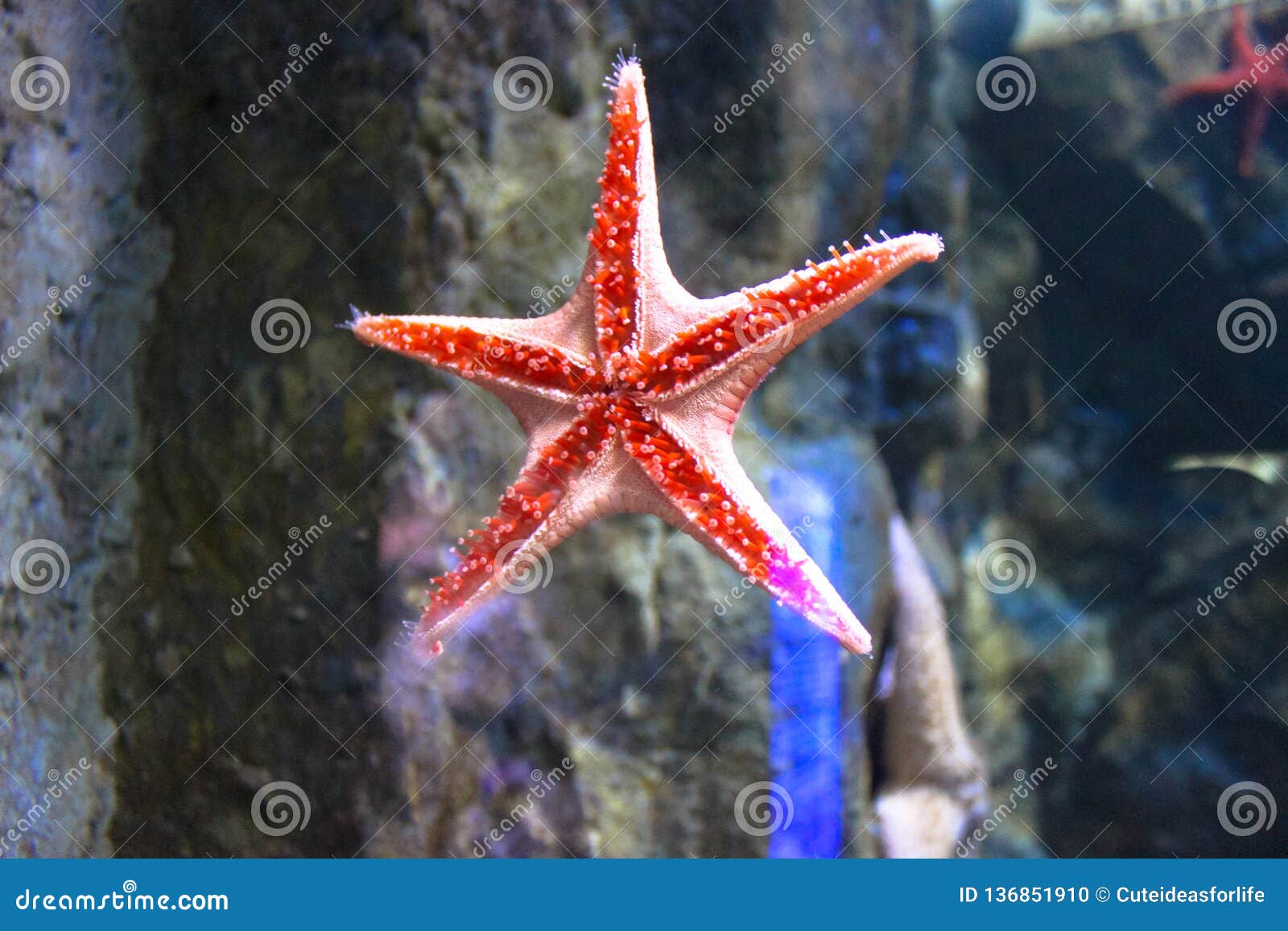 Starfish Asteroidea in an Aquarium Stock Photo - Image of water, marine ...
