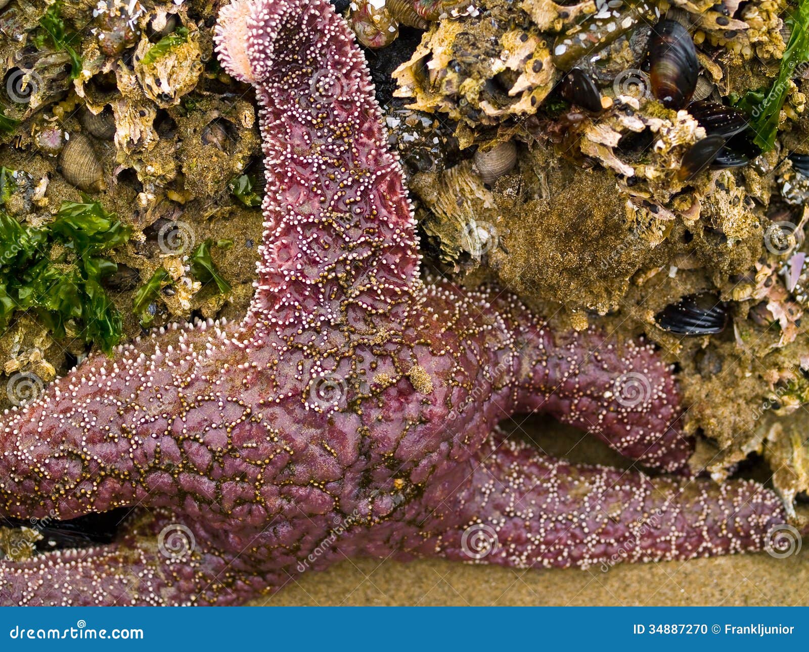 Starfish Attached to Rocks stock photo. Image of coastline - 34887270