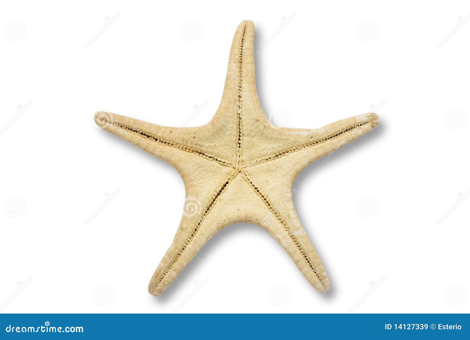 Starfish back stock image. Image of sand, single, starfish - 14127339