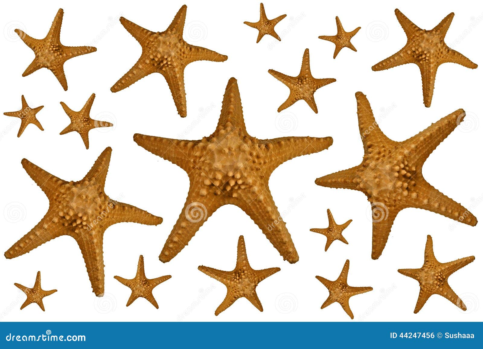 Starfish background stock photo. Image of tropical, reef - 44247456