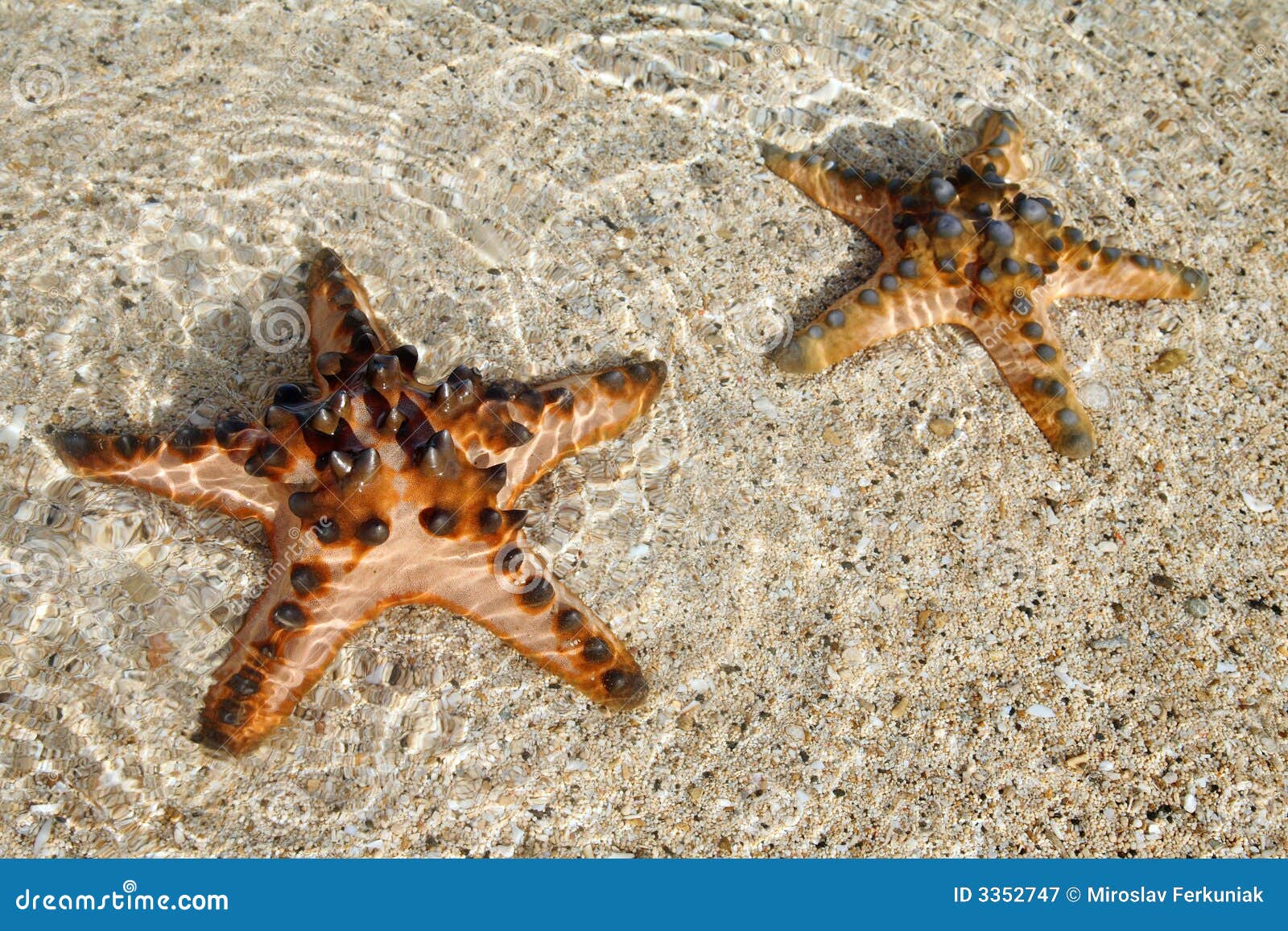 Starfish, Bali, Indonesia, stock image. Image of resort - 3352747