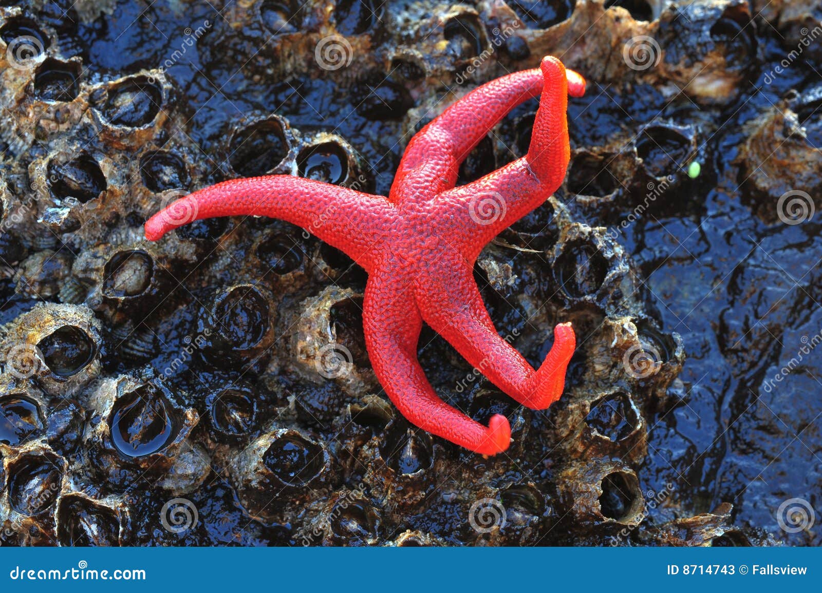 Starfish on barnacles stock image. Image of closeup, marine - 8714743