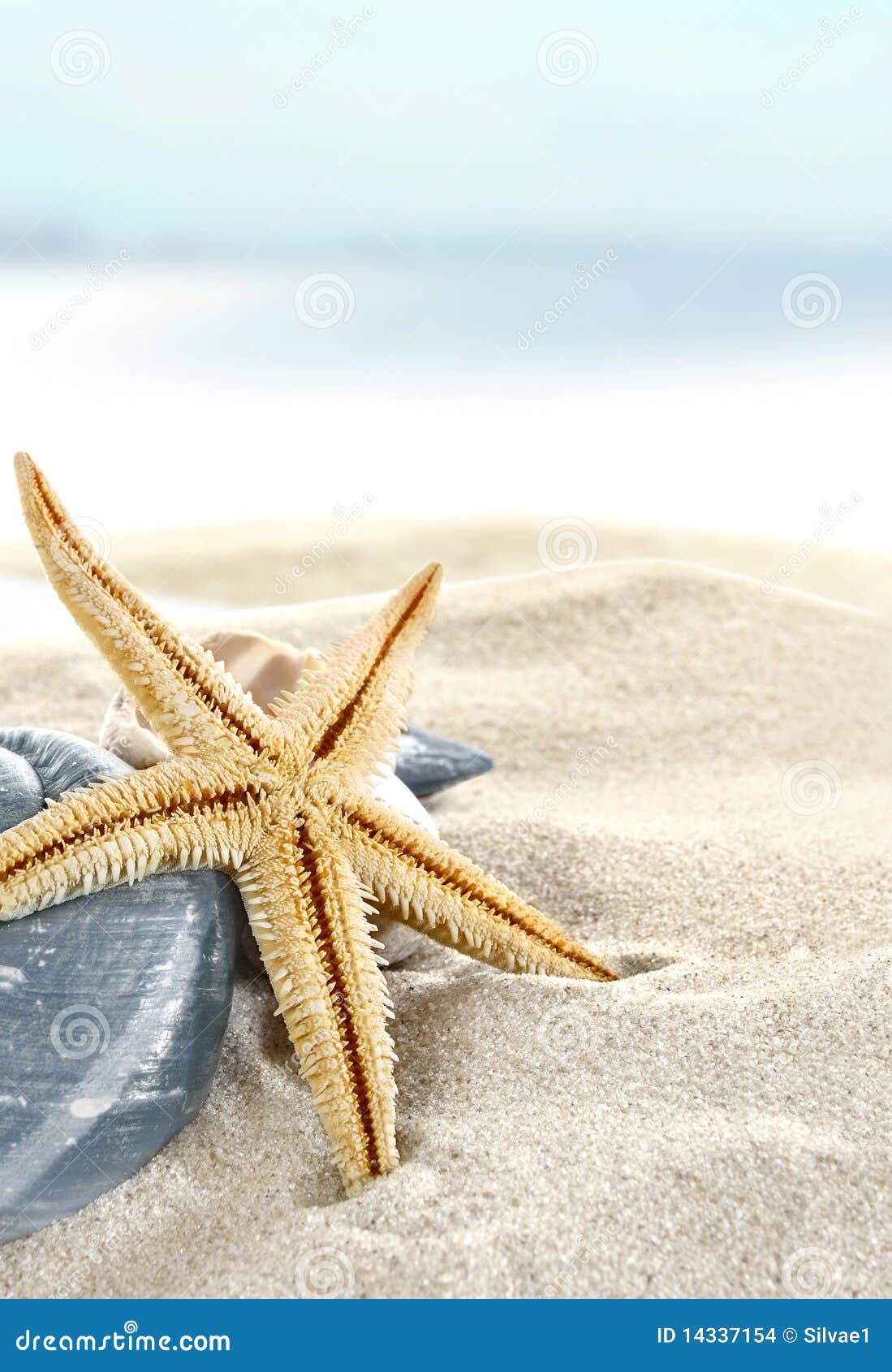 White Starfish On Beach
