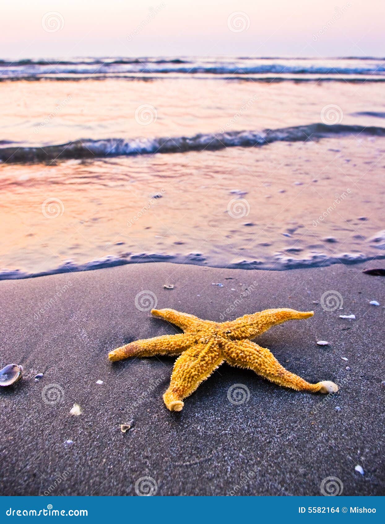 Starfish on beach stock photo. Image of ocean, evening - 5582164
