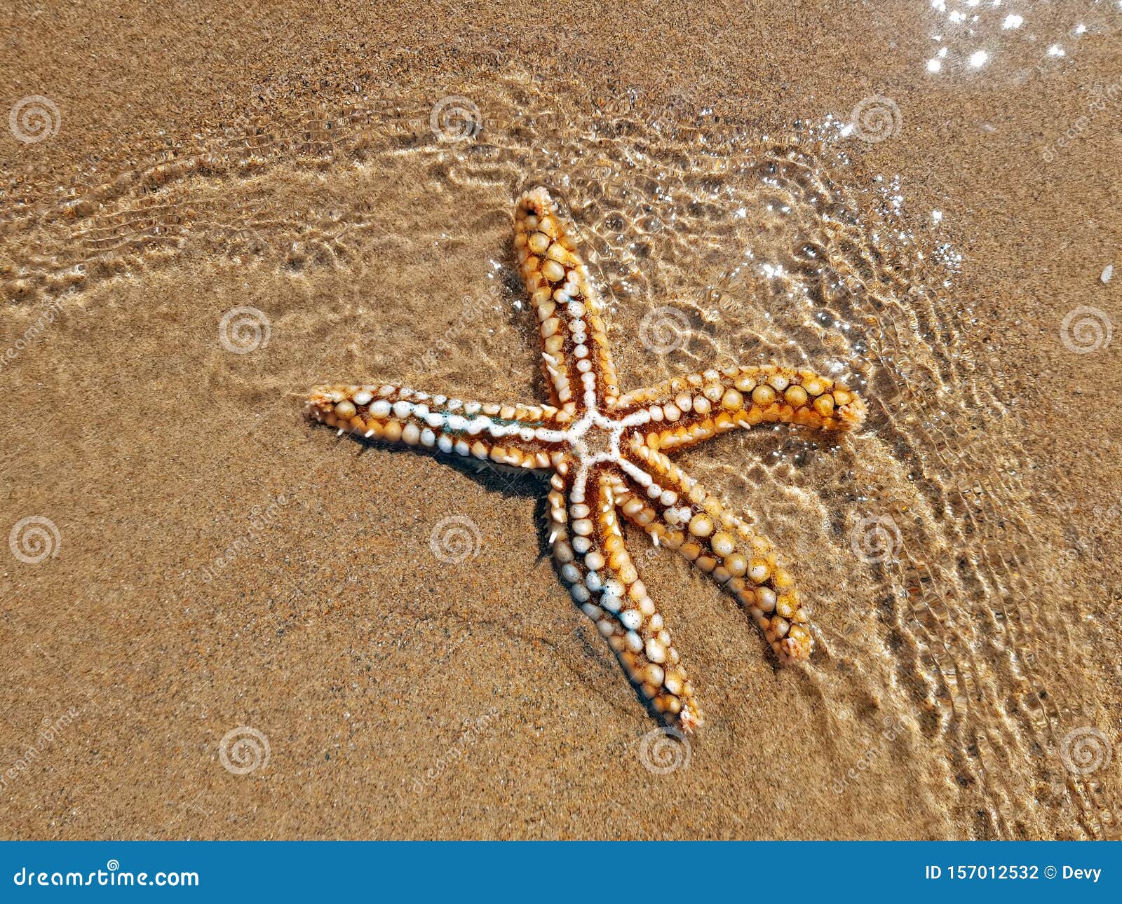 Star Fish on the Beach at the Atlantic Ocean Stock Photo - Image of ...