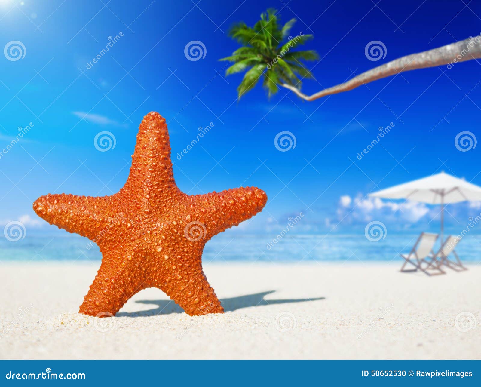 Starfish Beach Coconut Tree Summer Vacation Concept Stock Photo - Image ...