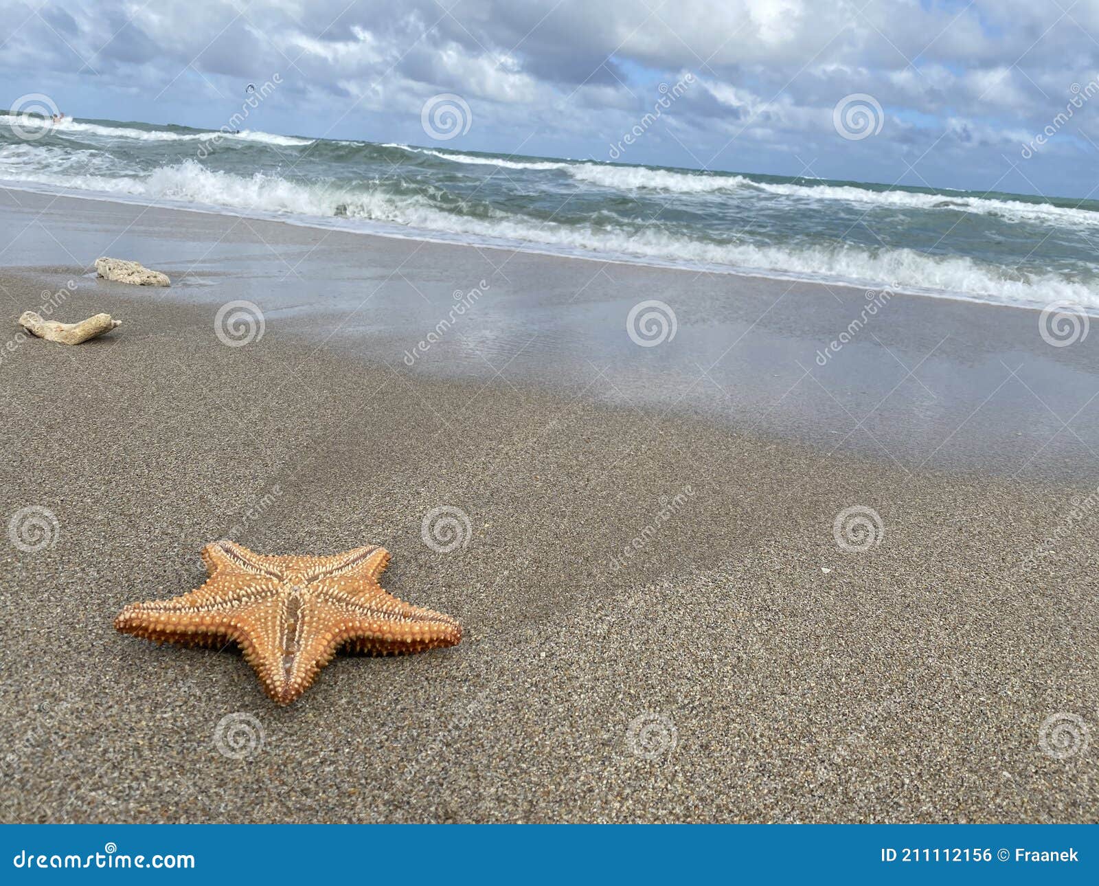 Starfish on the Beach, Florida Stock Photo - Image of nature, landscape ...