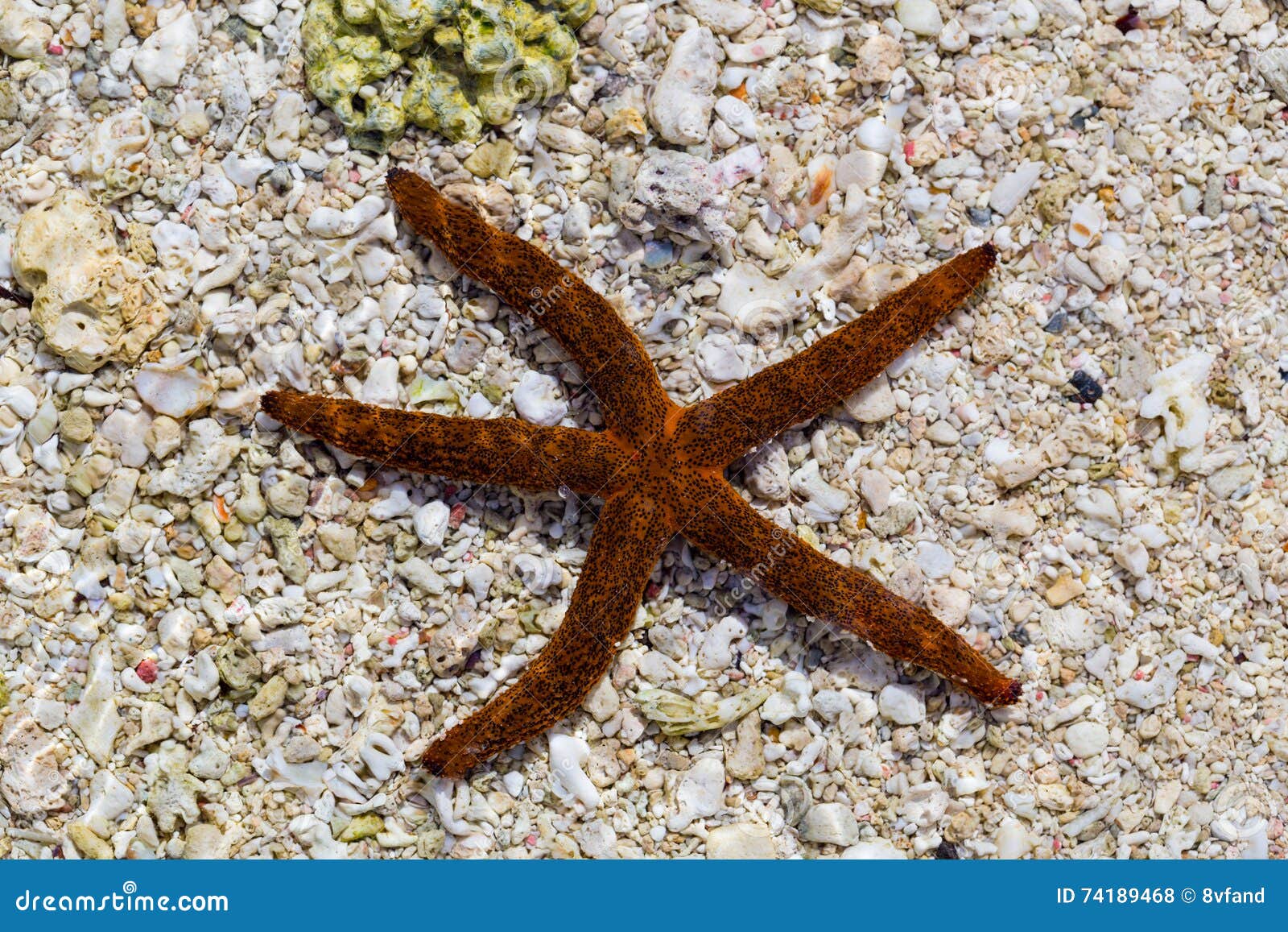 Starfish on the Beach Macro Stock Photo - Image of orange, lake: 74189468