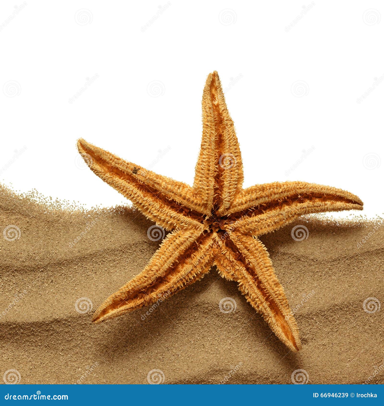 Starfish on Beach Sand stock image. Image of marine, tourism - 66946239