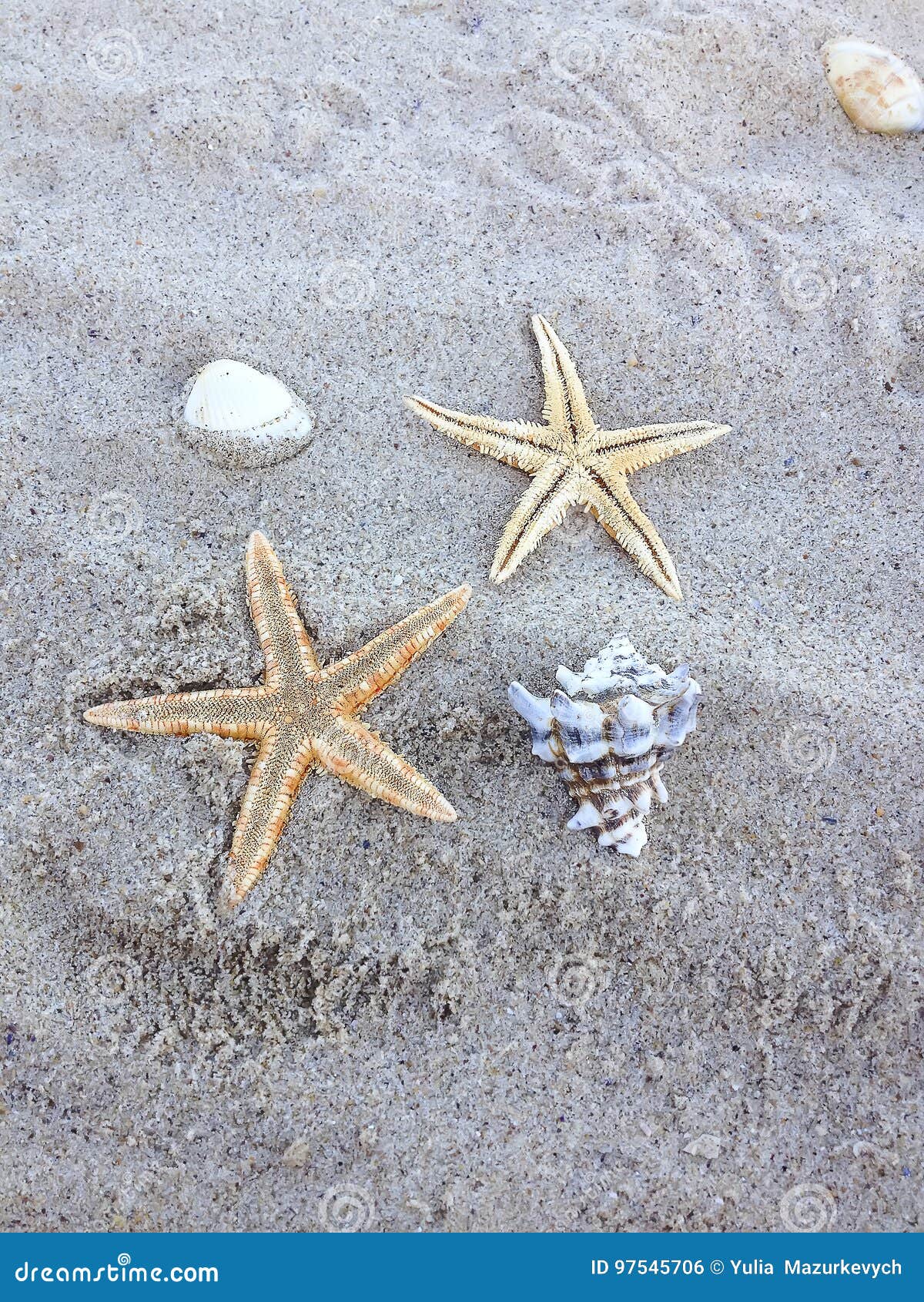Starfish in the beach sand stock photo. Image of fish - 97545706