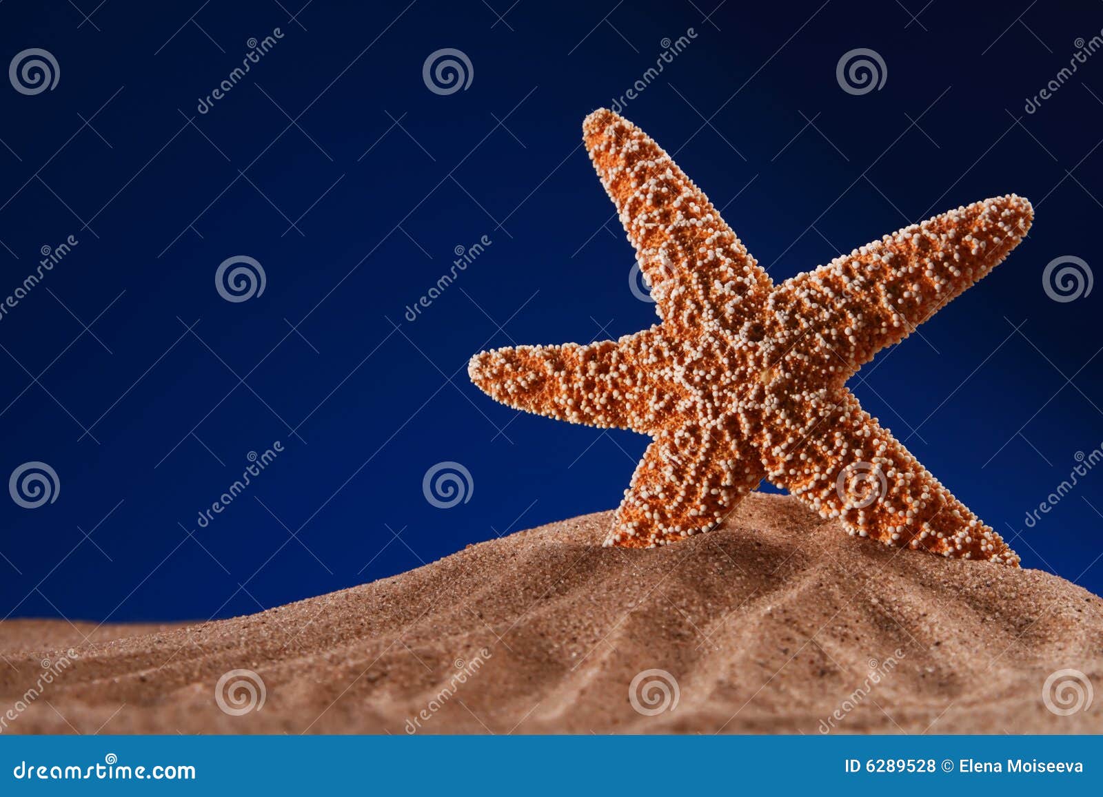 Starfish on a Beach Sand with Dark Blue Background Stock Photo - Image ...