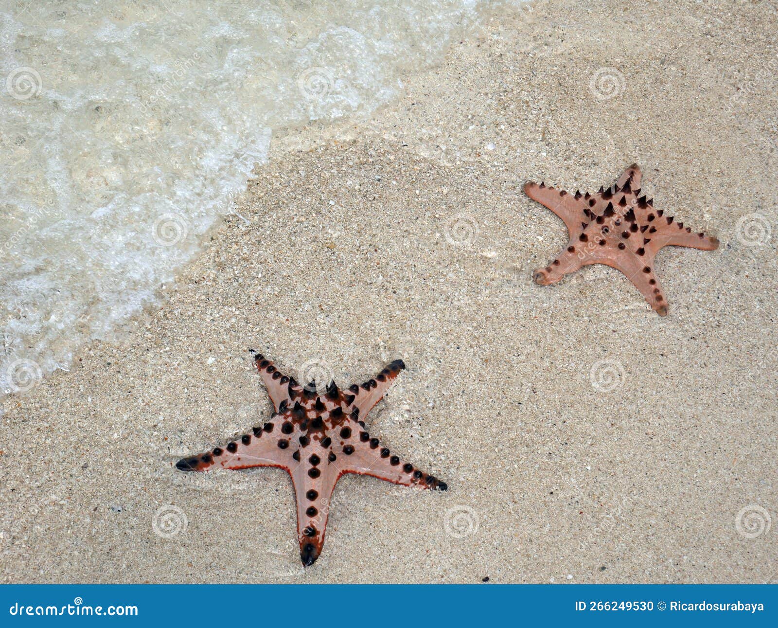 Starfish on a beach sand stock photo. Image of climate - 266249530