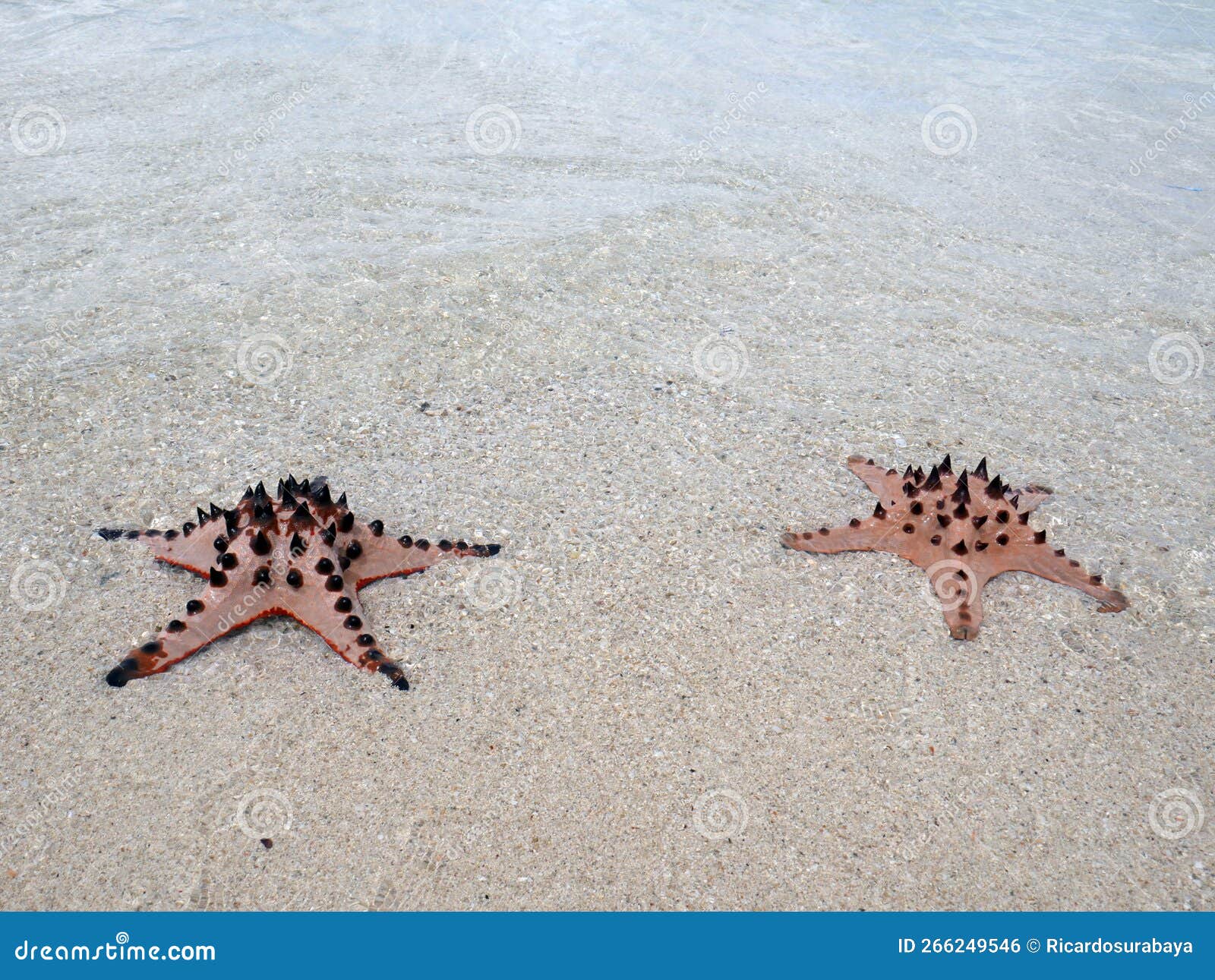 Starfish on a beach sand stock photo. Image of caribbean - 266249546
