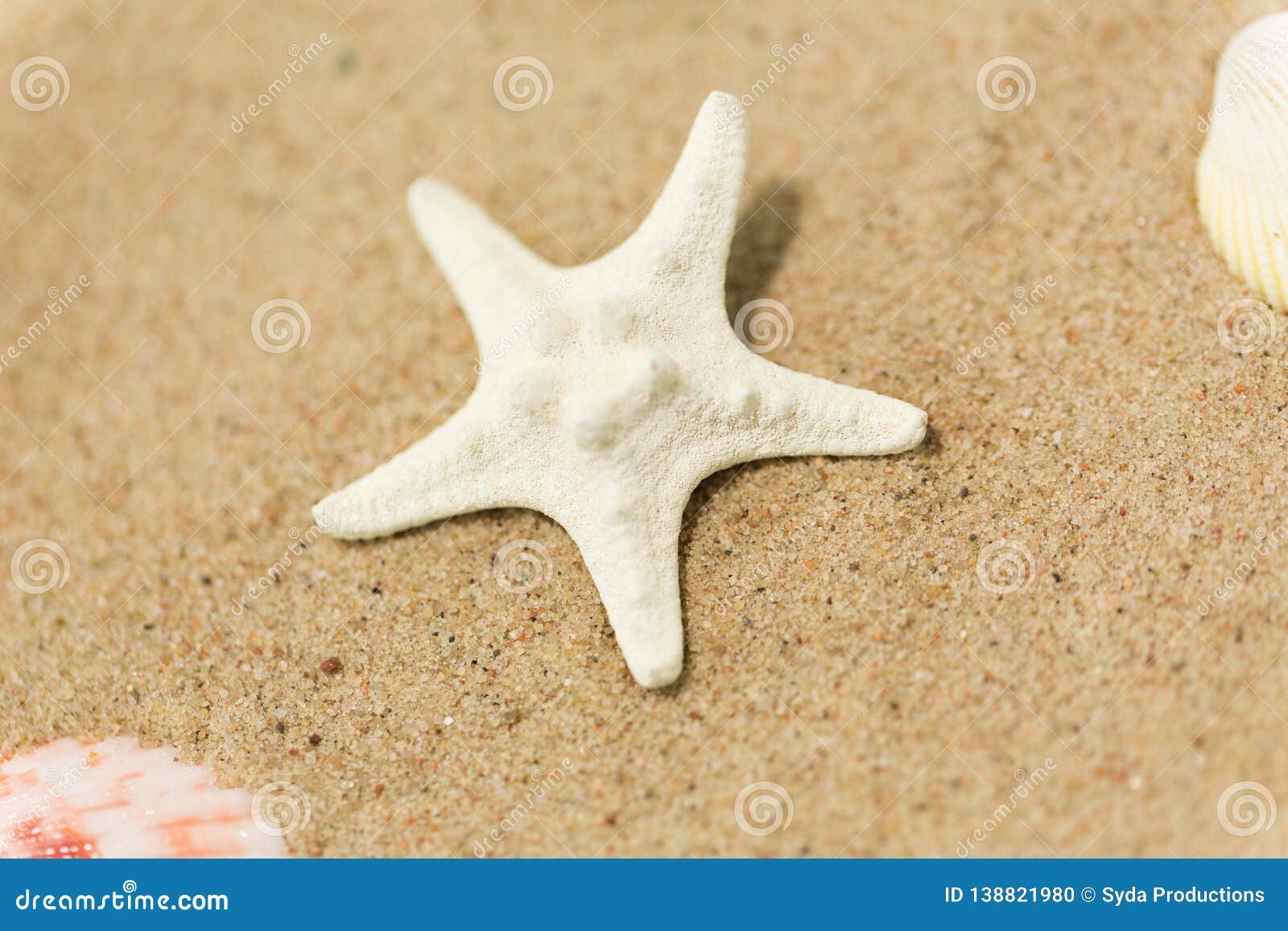 Starfish on beach sand stock photo. Image of shellfish - 138821980