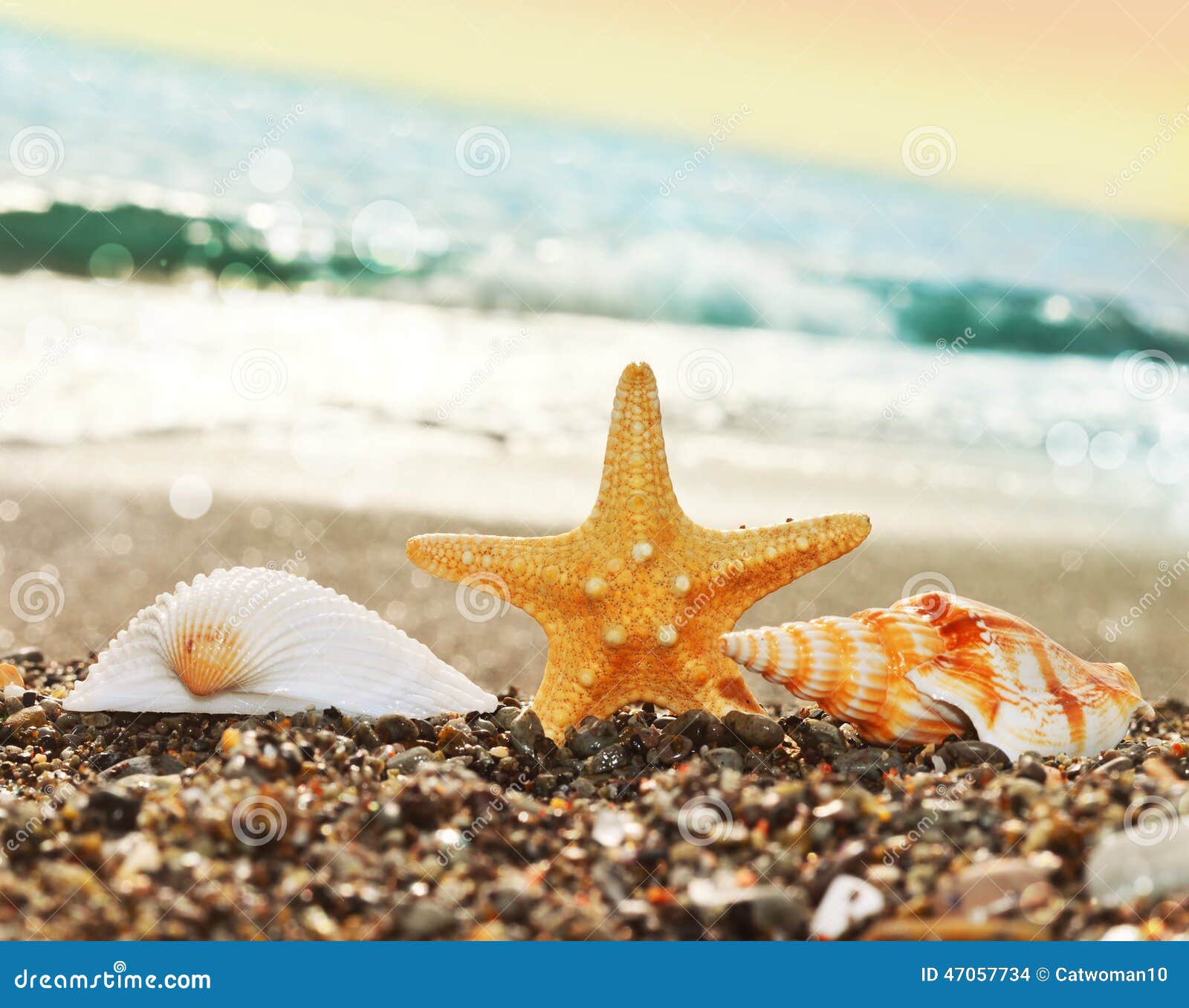 Starfish beach stock photo. Image of paradise, beautiful - 47057734