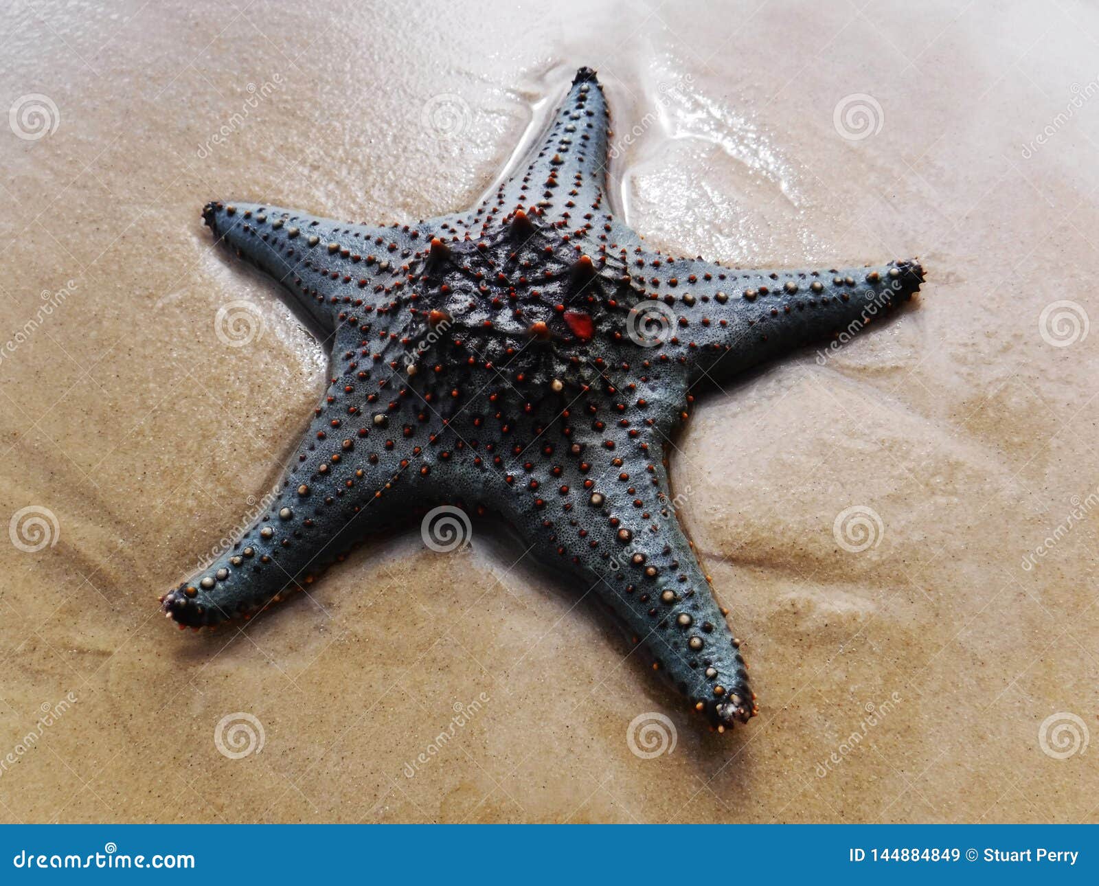 Starfish on beach stock image. Image of sand, asteroidea - 144884849