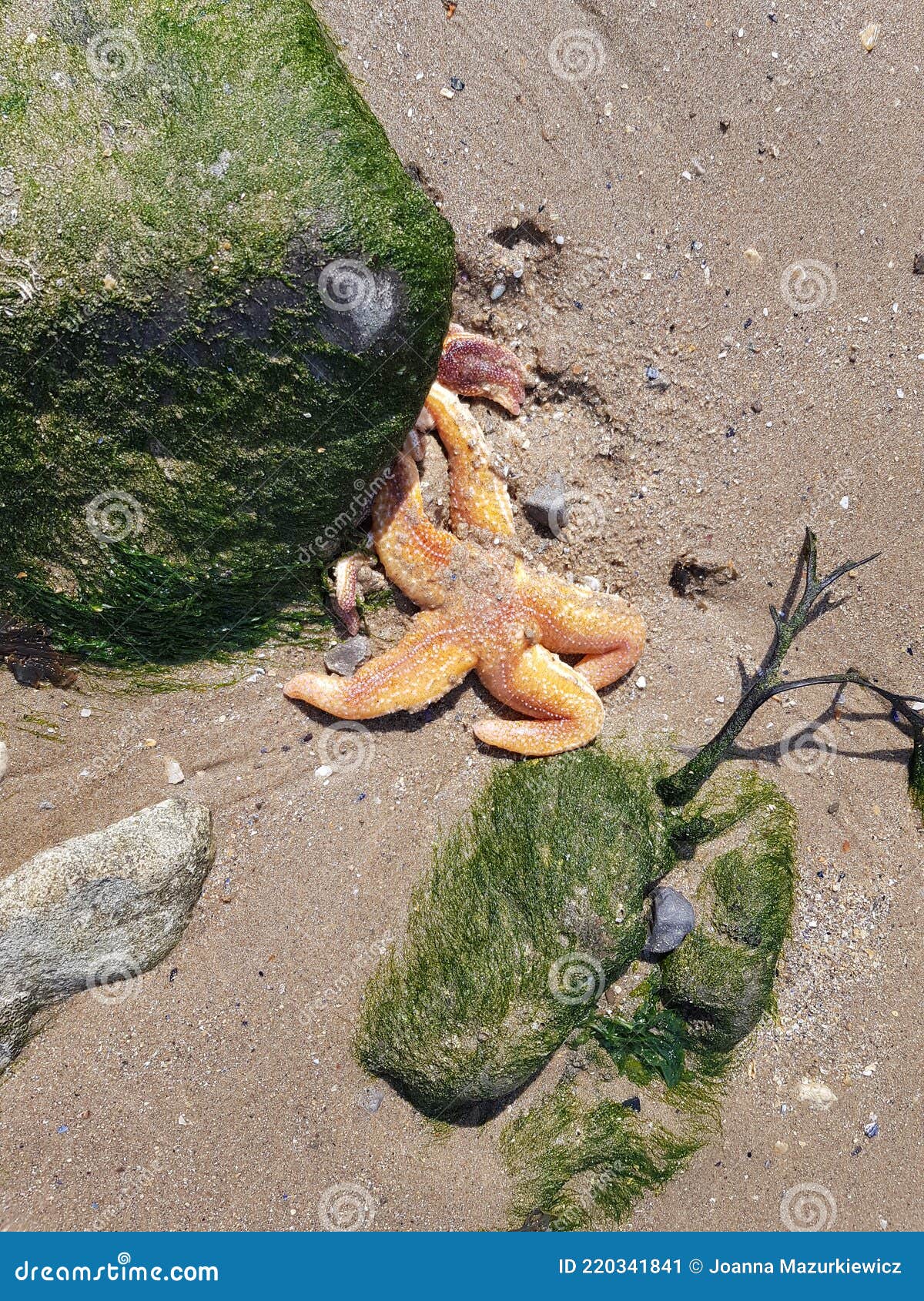 Starfish on the beach stock image. Image of branch, insect - 220341841