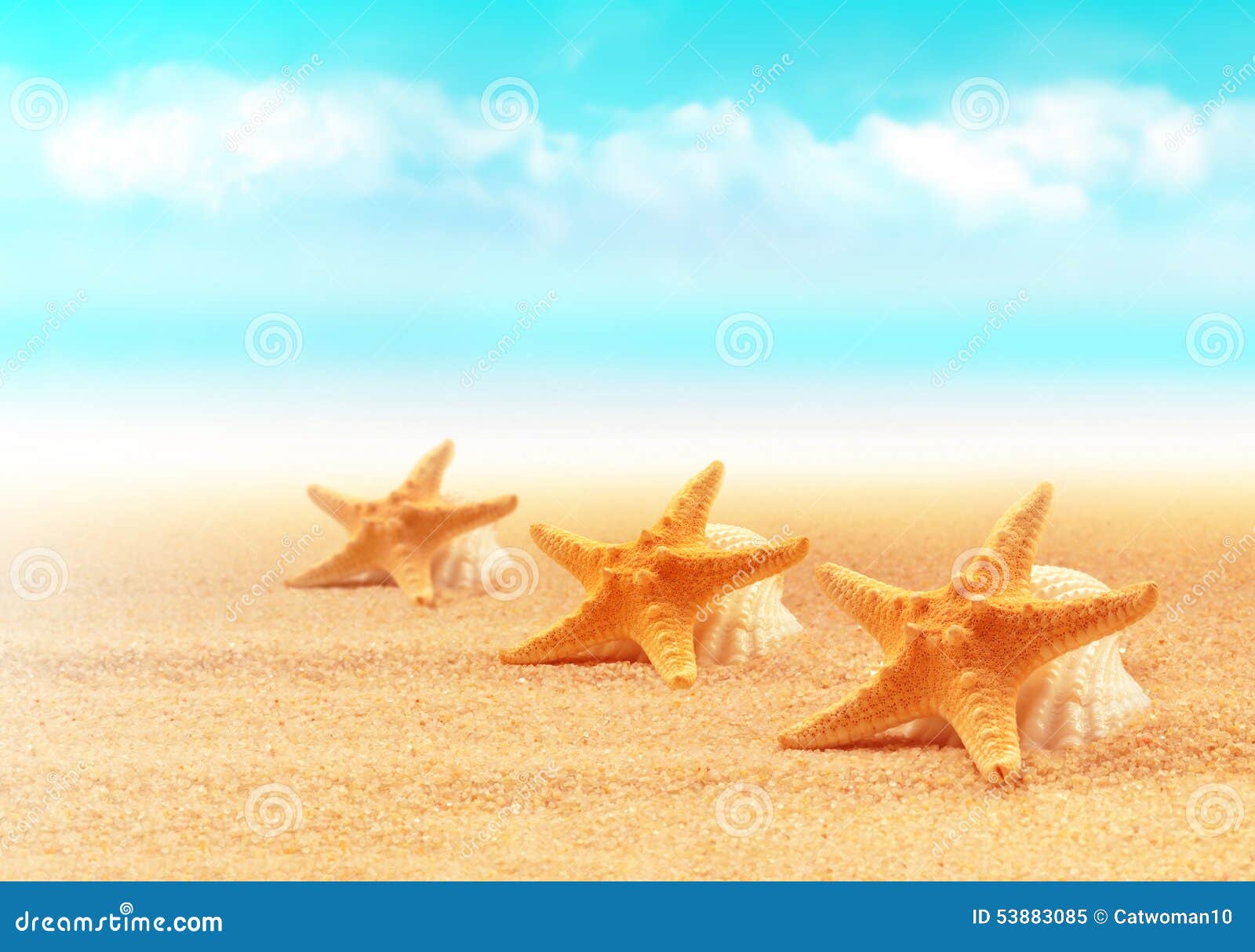 Starfish on the Beach.Summer Beach Stock Image - Image of macro ...