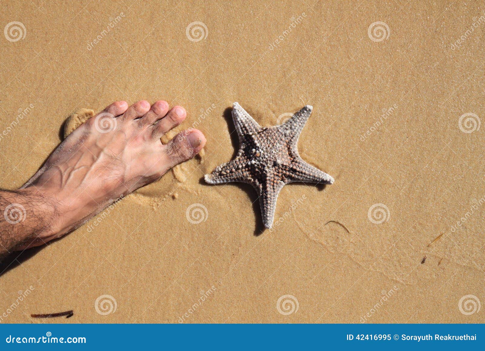 Starfish on the beach stock image. Image of tour, natural - 42416995