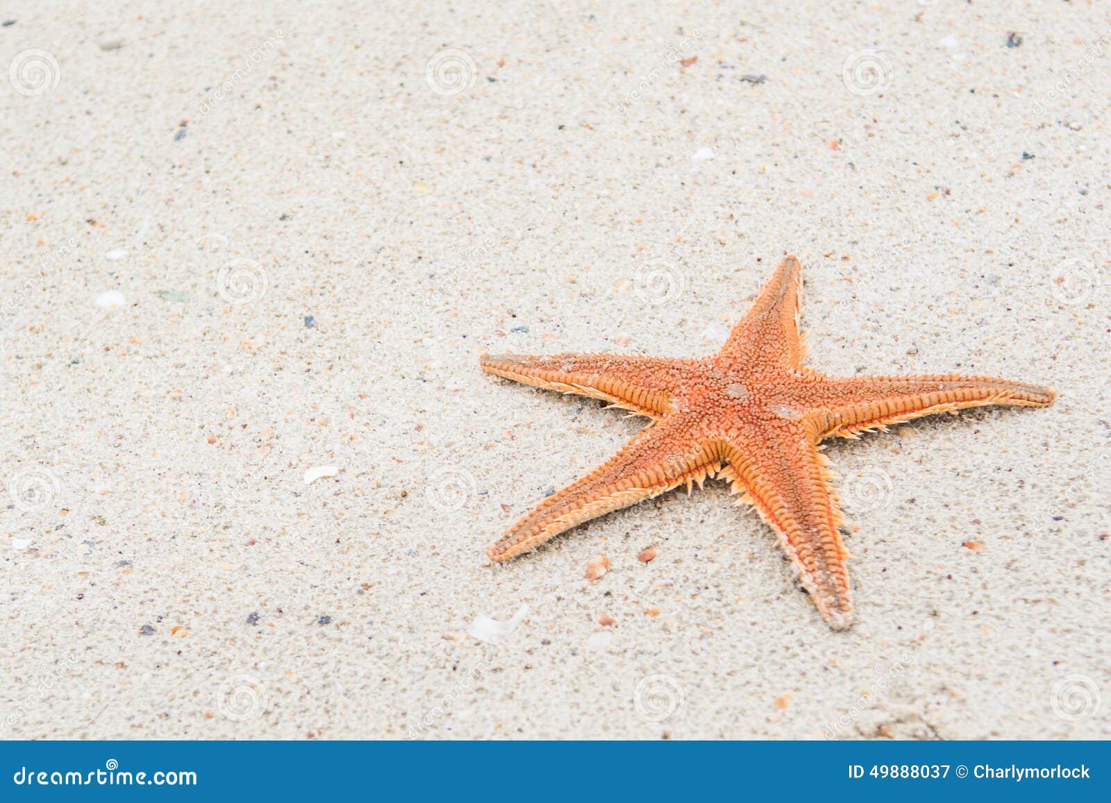 Starfish on Beach with Texture Stock Image - Image of orange, starfish ...