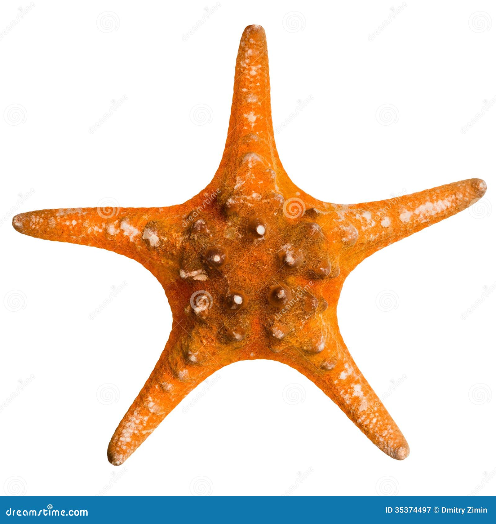 Starfish stock image. Image of beauty, aquarium, ecology - 35374497