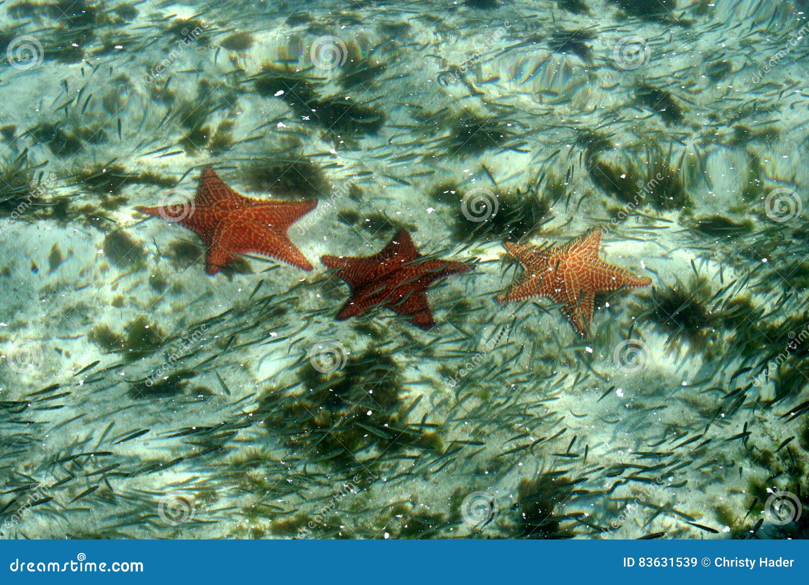 3 Starfish stock image. Image of sandy, marine, floor - 83631539