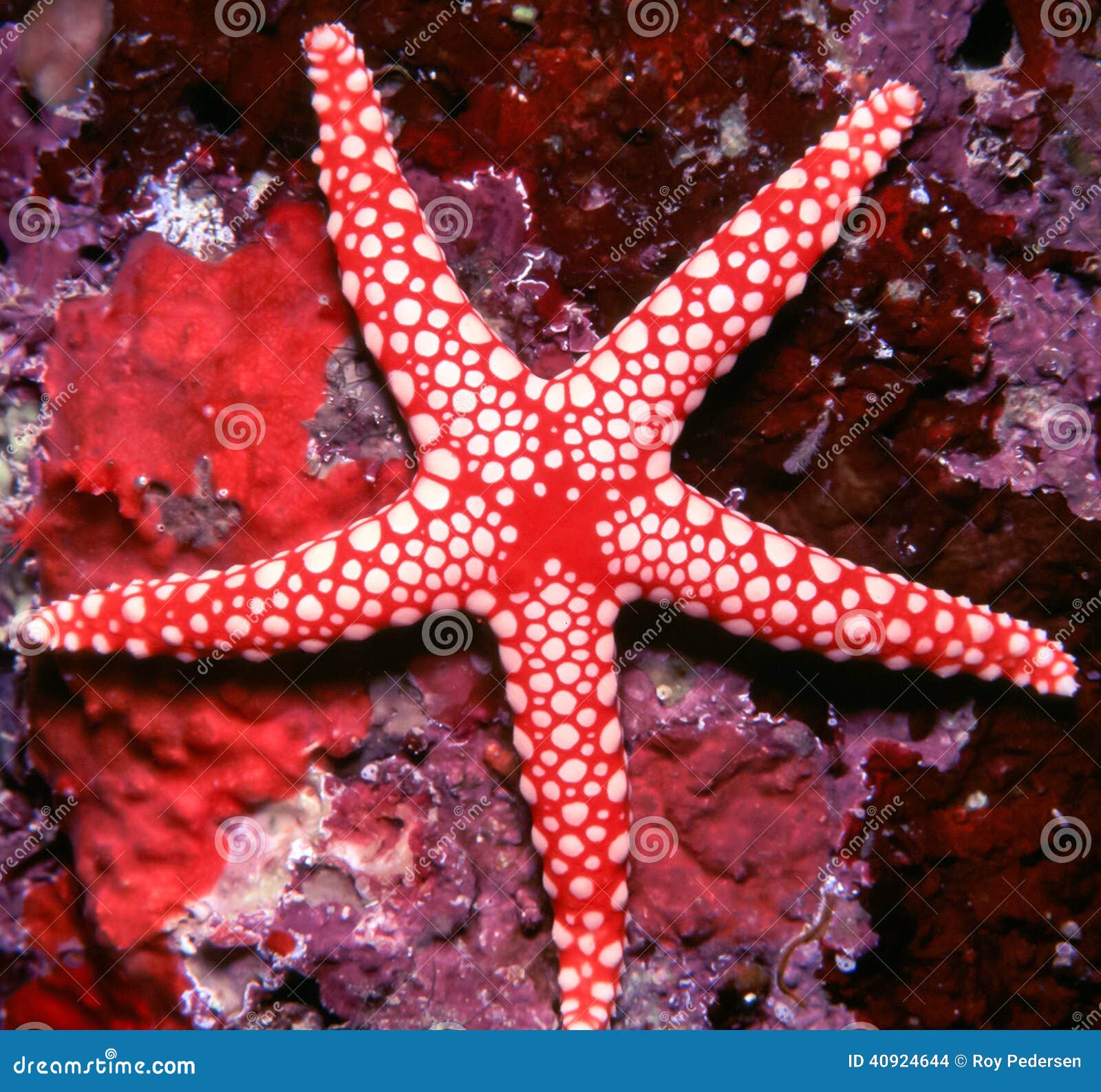 Starfish stock photo. Image of creature, asteroidea, echinoderm - 40924644