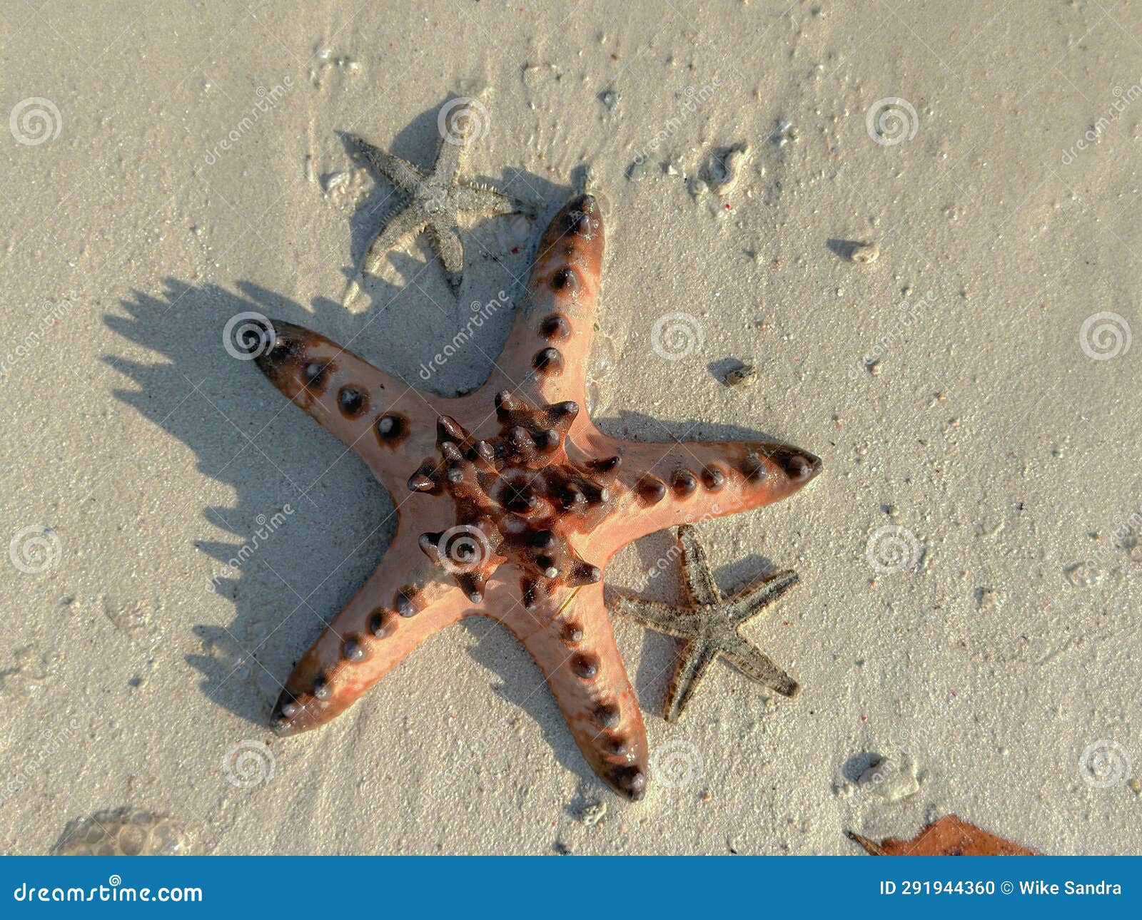 Bigger Starfish Stock Photos - Free & Royalty-Free Stock Photos from ...