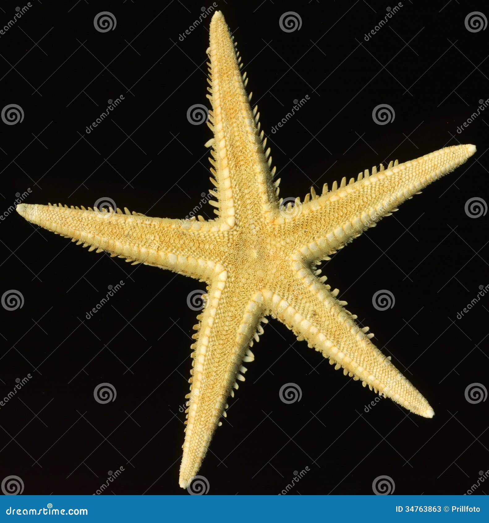 Starfish on black stock image. Image of environment, echinoderm - 34763863