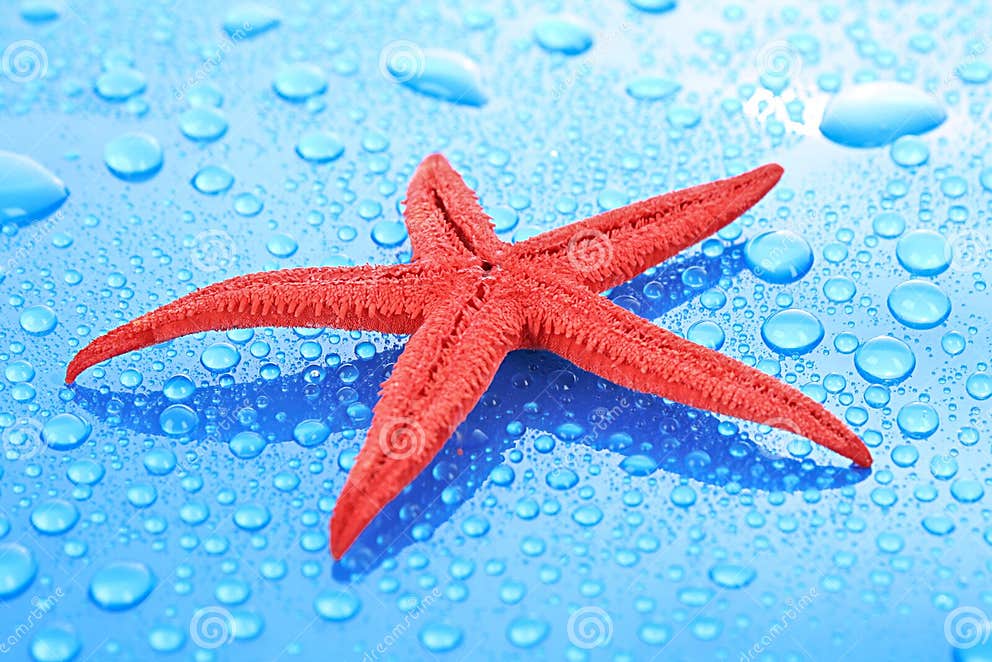 Starfish on Blue Background Stock Image - Image of closeup, water: 13352359